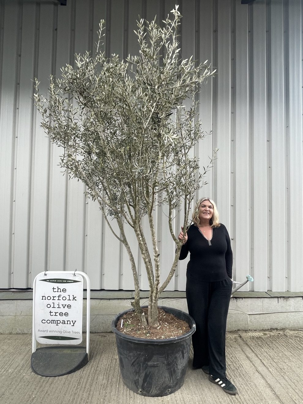 Multi stem Olive Tree - The Norfolk Olive Tree Company