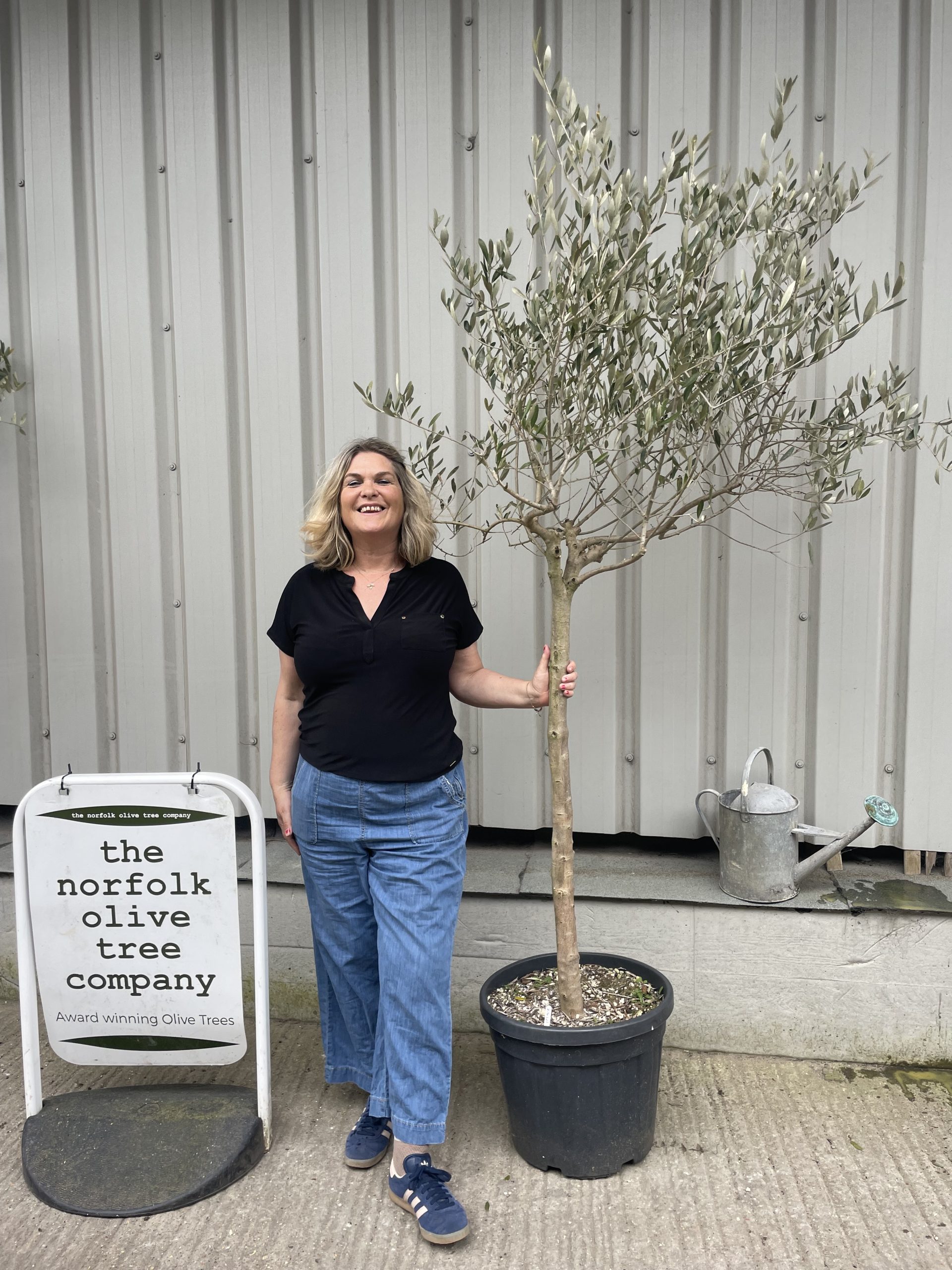 Leccino Olive tree, free delivery. - The Norfolk Olive Tree Company
