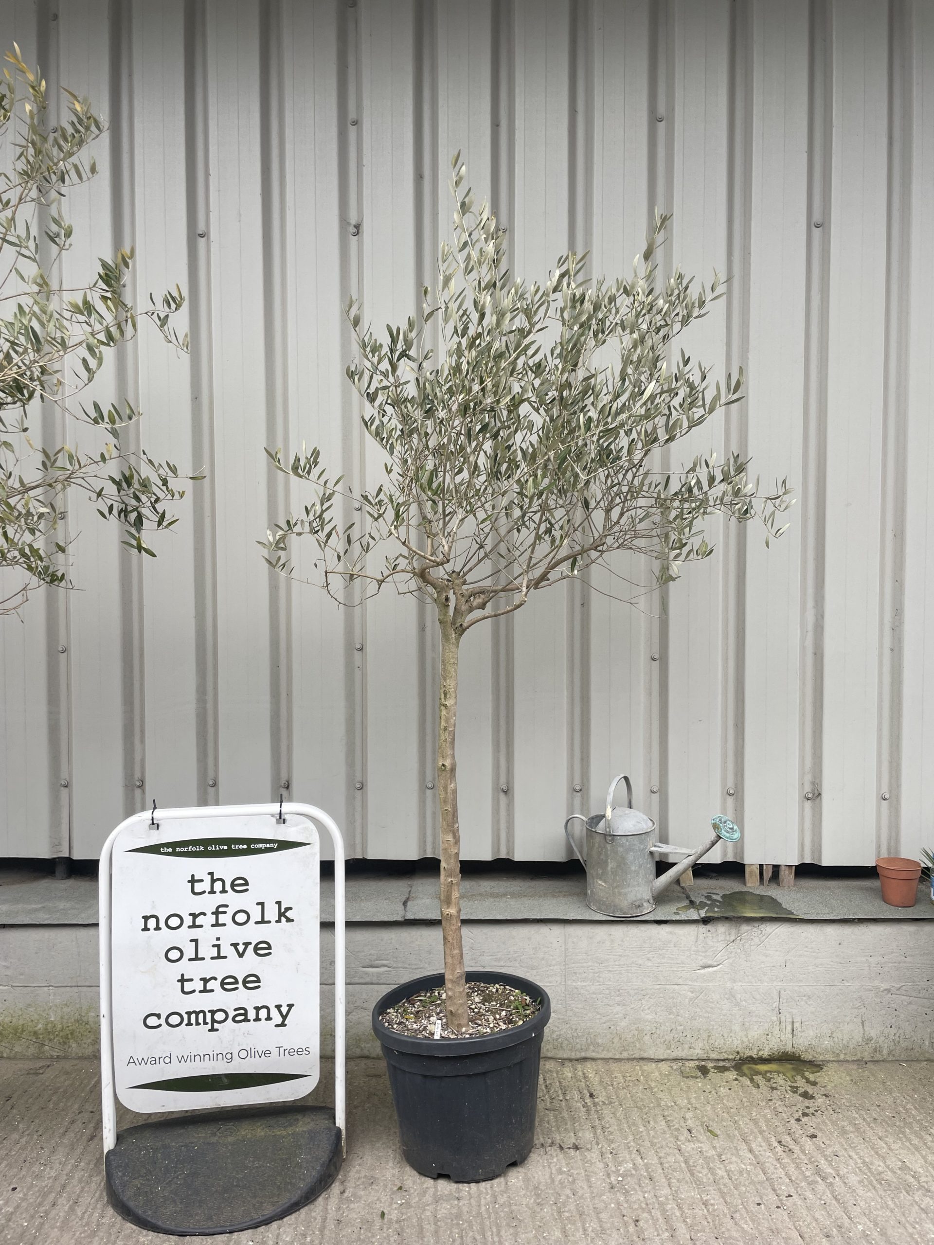 Leccino Olive tree, free delivery. - The Norfolk Olive Tree Company