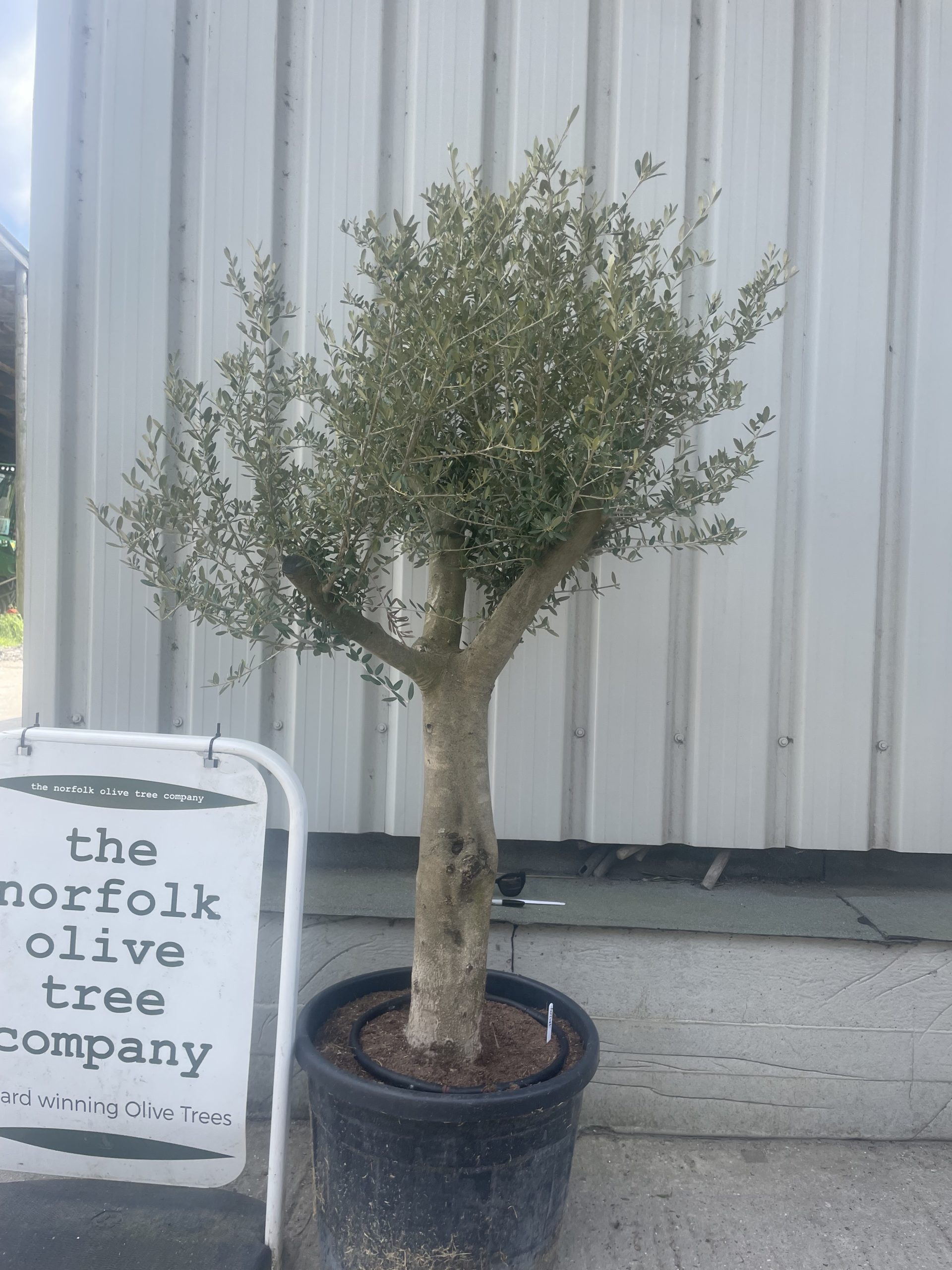 Branched Olive Tree - The Norfolk Olive Tree Company