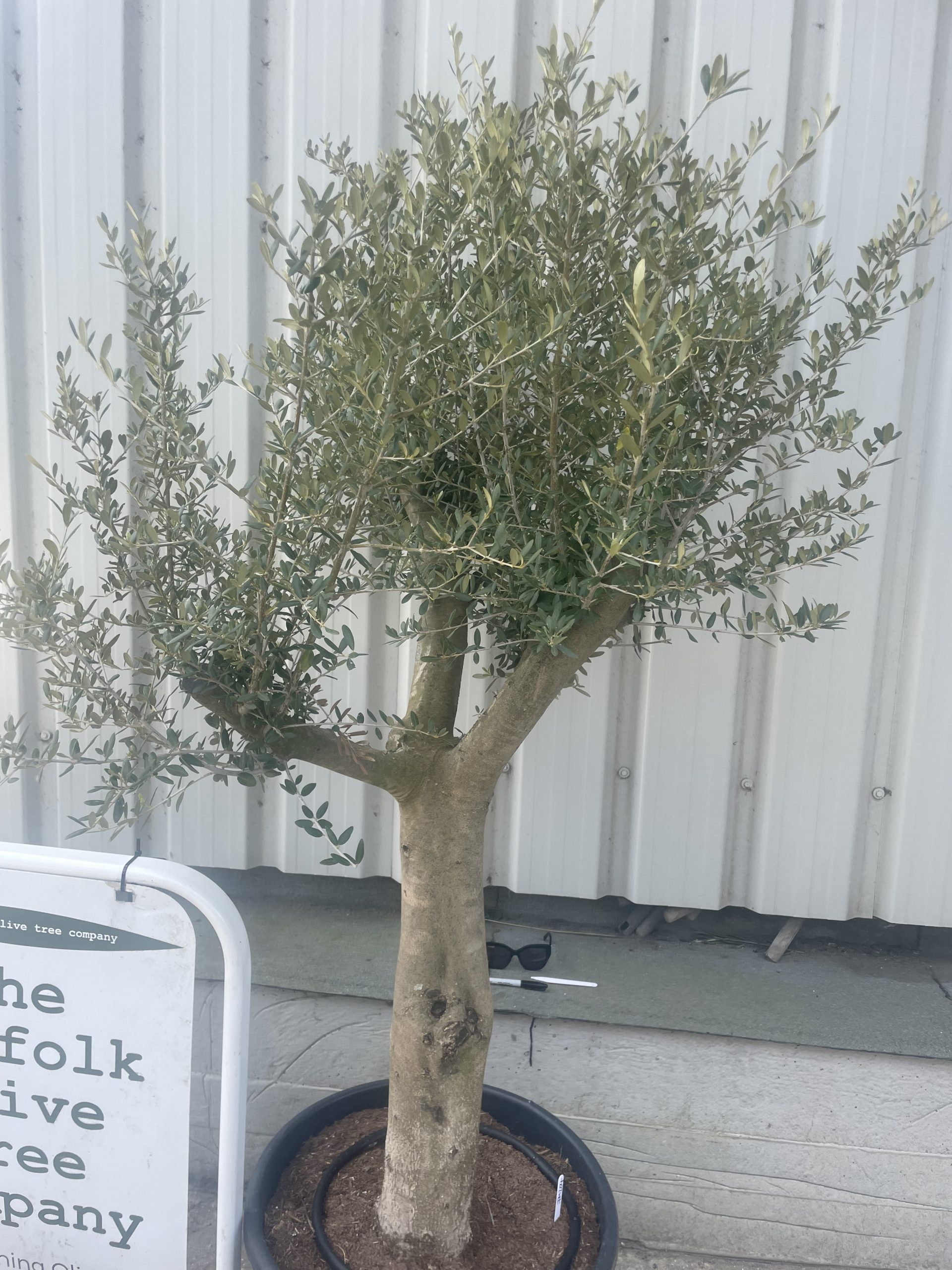 Branched Olive Tree - The Norfolk Olive Tree Company