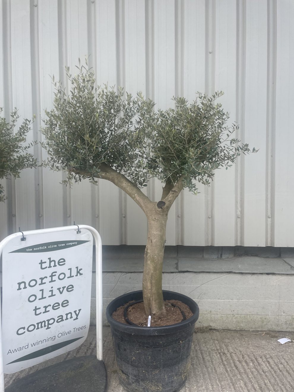 London Olive tree - The Norfolk Olive Tree Company