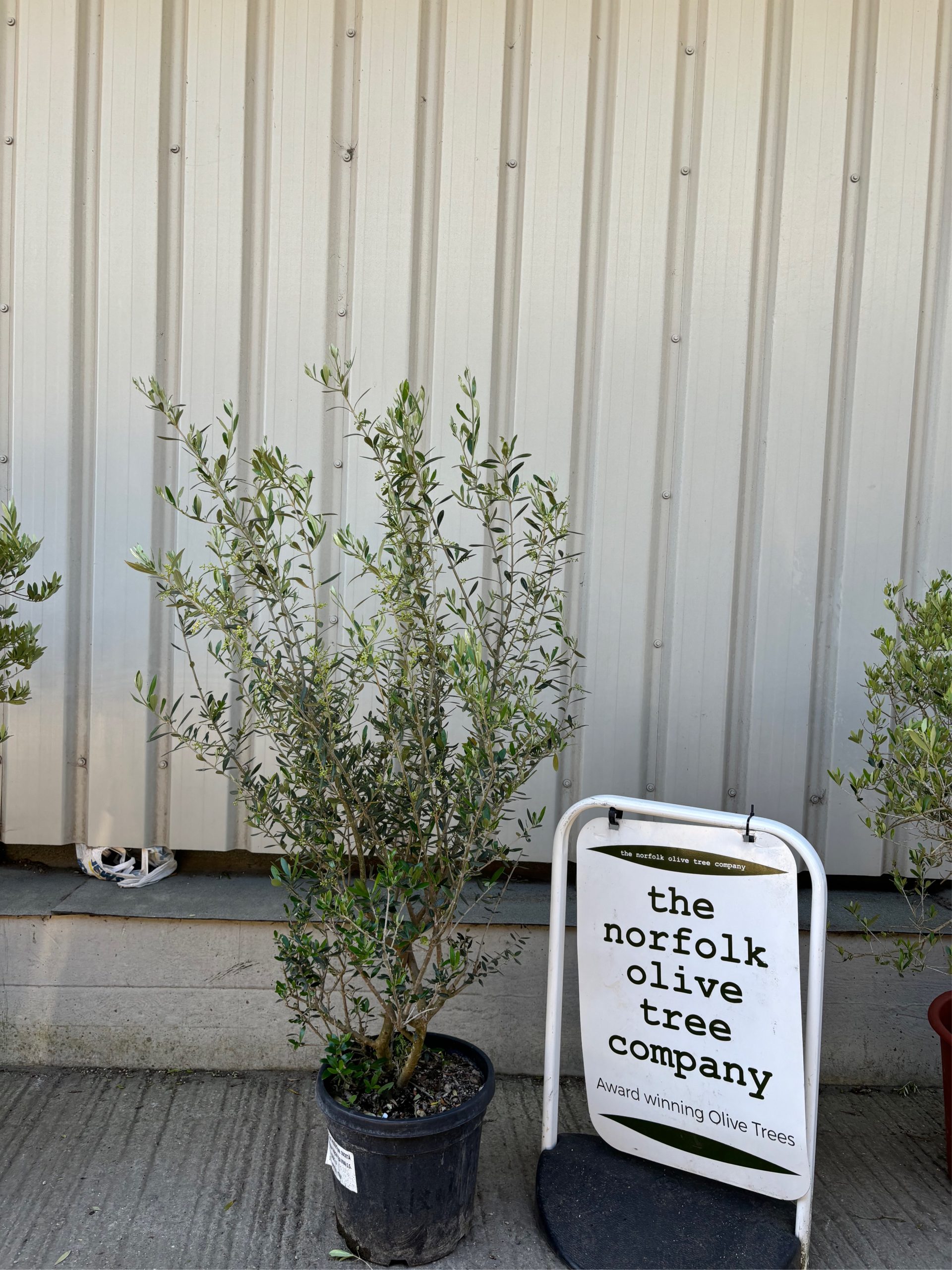 Wild Olive Tree - Oleaster variety. Free delivery. - The Norfolk Olive ...