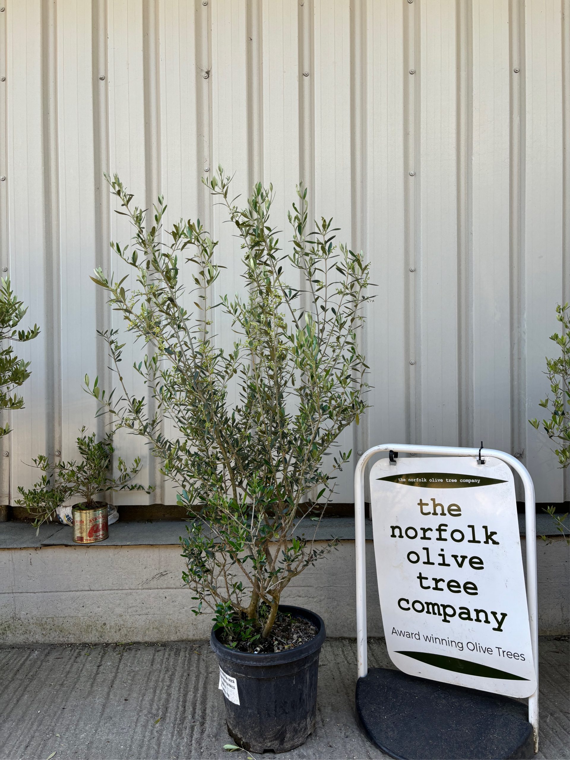 Wild Olive Tree - Oleaster variety. Free delivery. - The Norfolk Olive ...