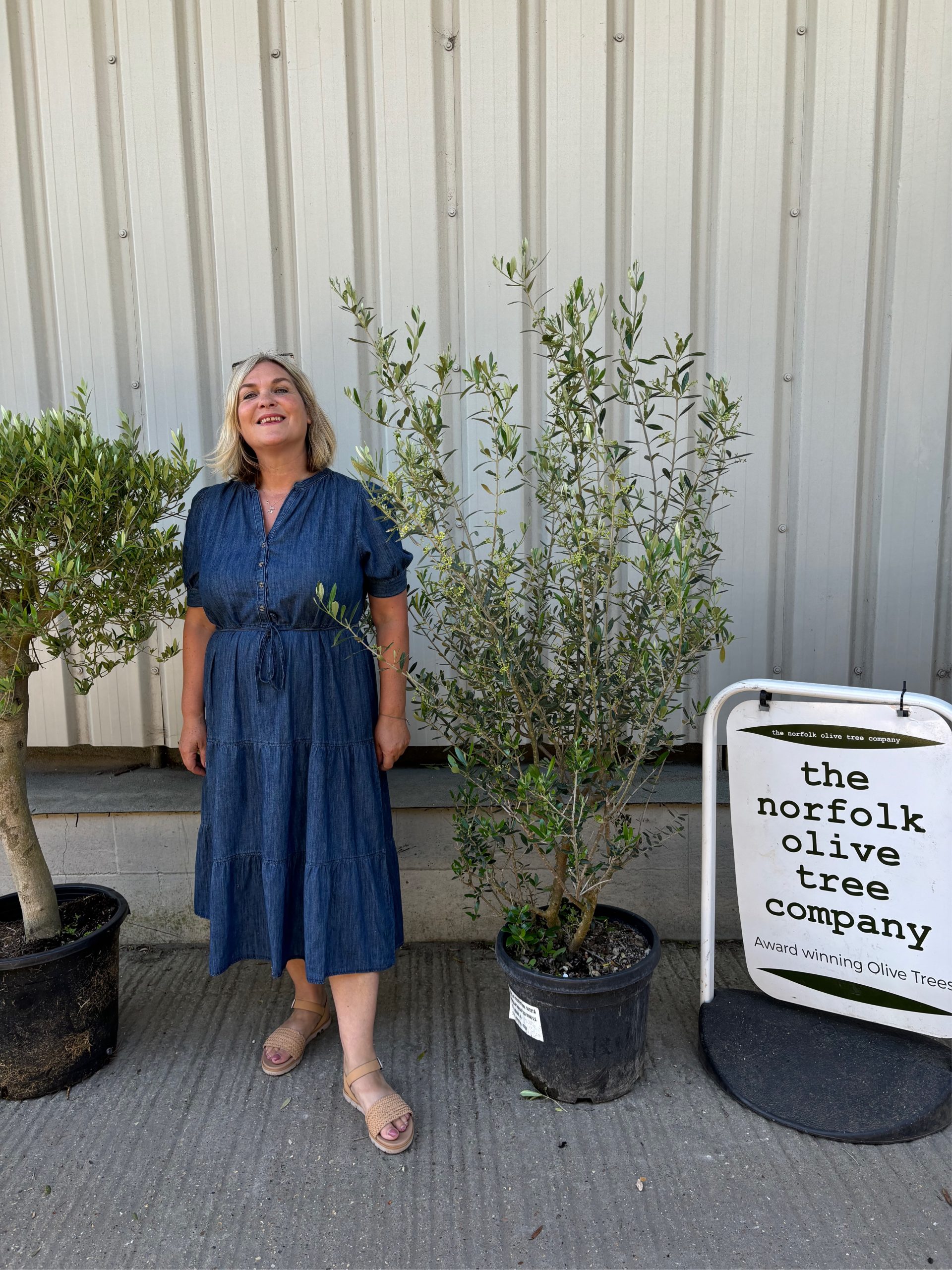 Wild Olive Tree - Oleaster variety. Free delivery. - The Norfolk Olive ...