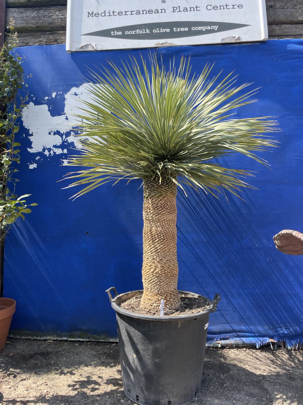 Mature Yucca Rostrata - The Norfolk Olive Tree Company