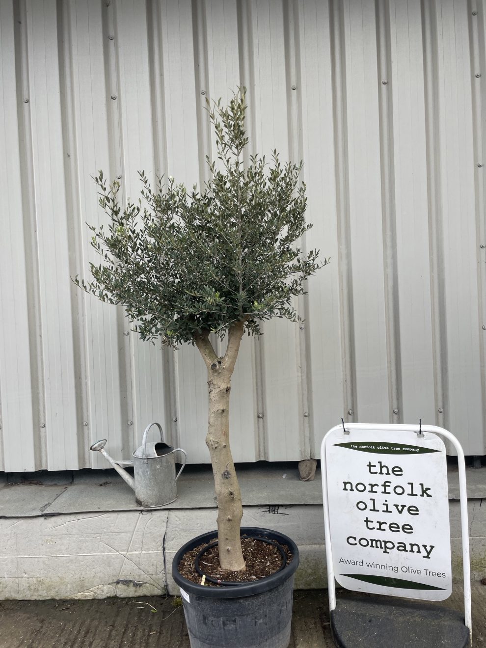 Chelsea Olive tree - The Norfolk Olive Tree Company