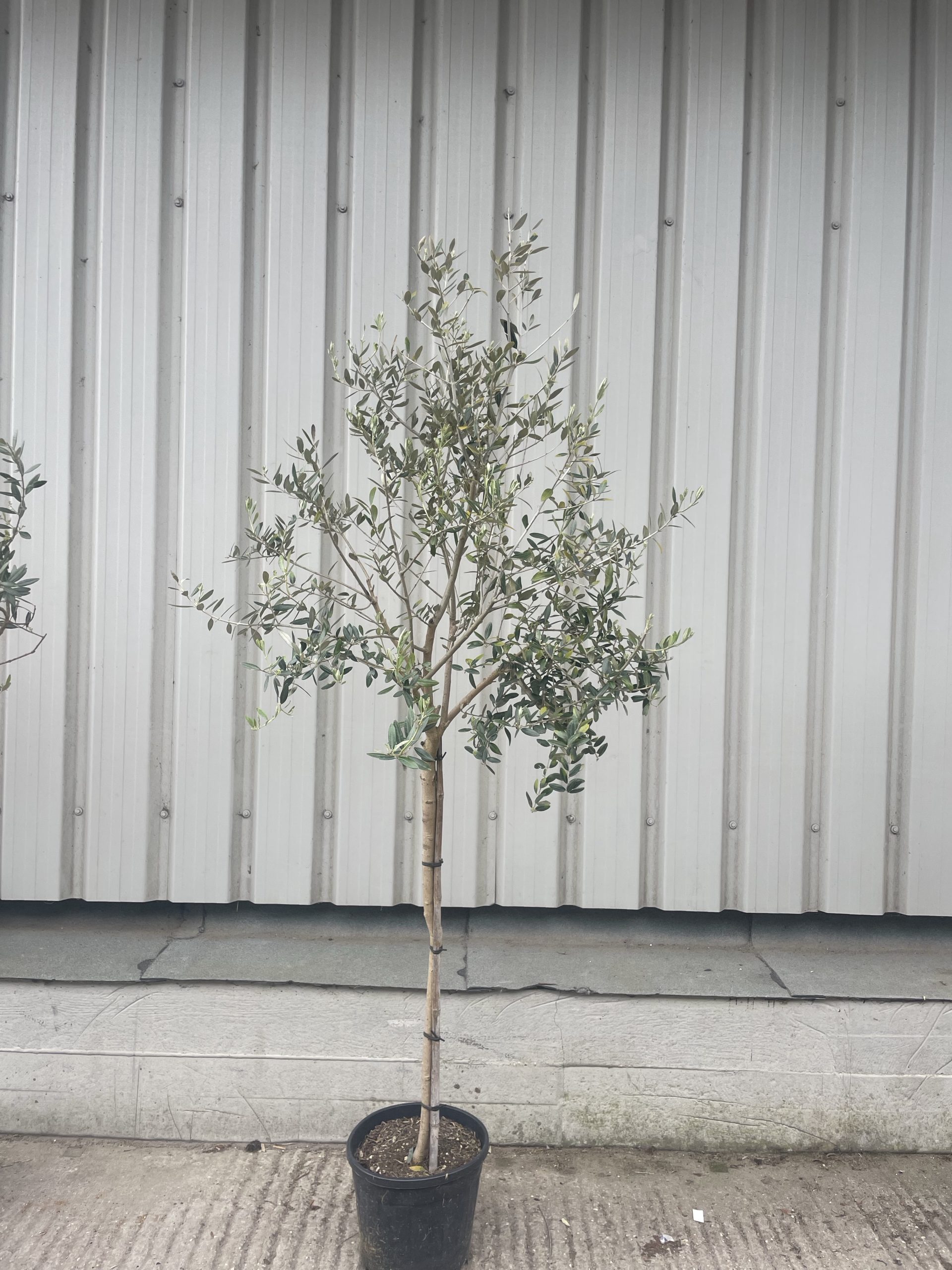 Tuscan Olive tree - free delivery - The Norfolk Olive Tree Company