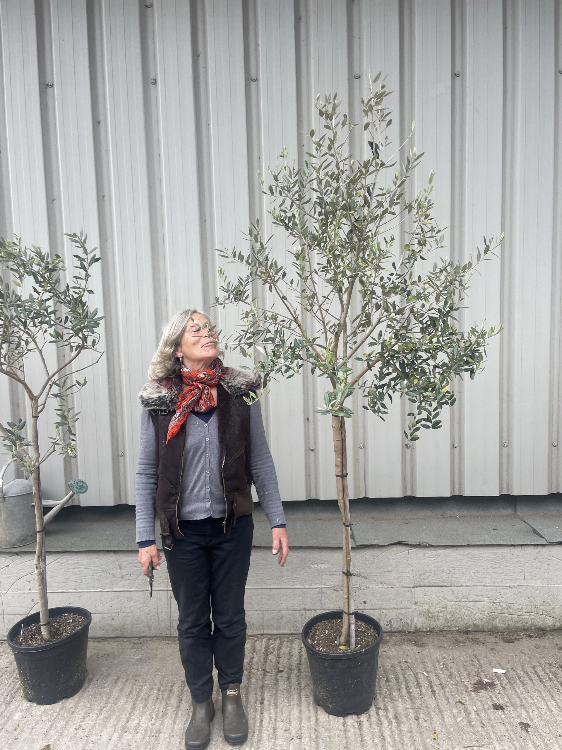 Tuscan Olive tree - free delivery - The Norfolk Olive Tree Company