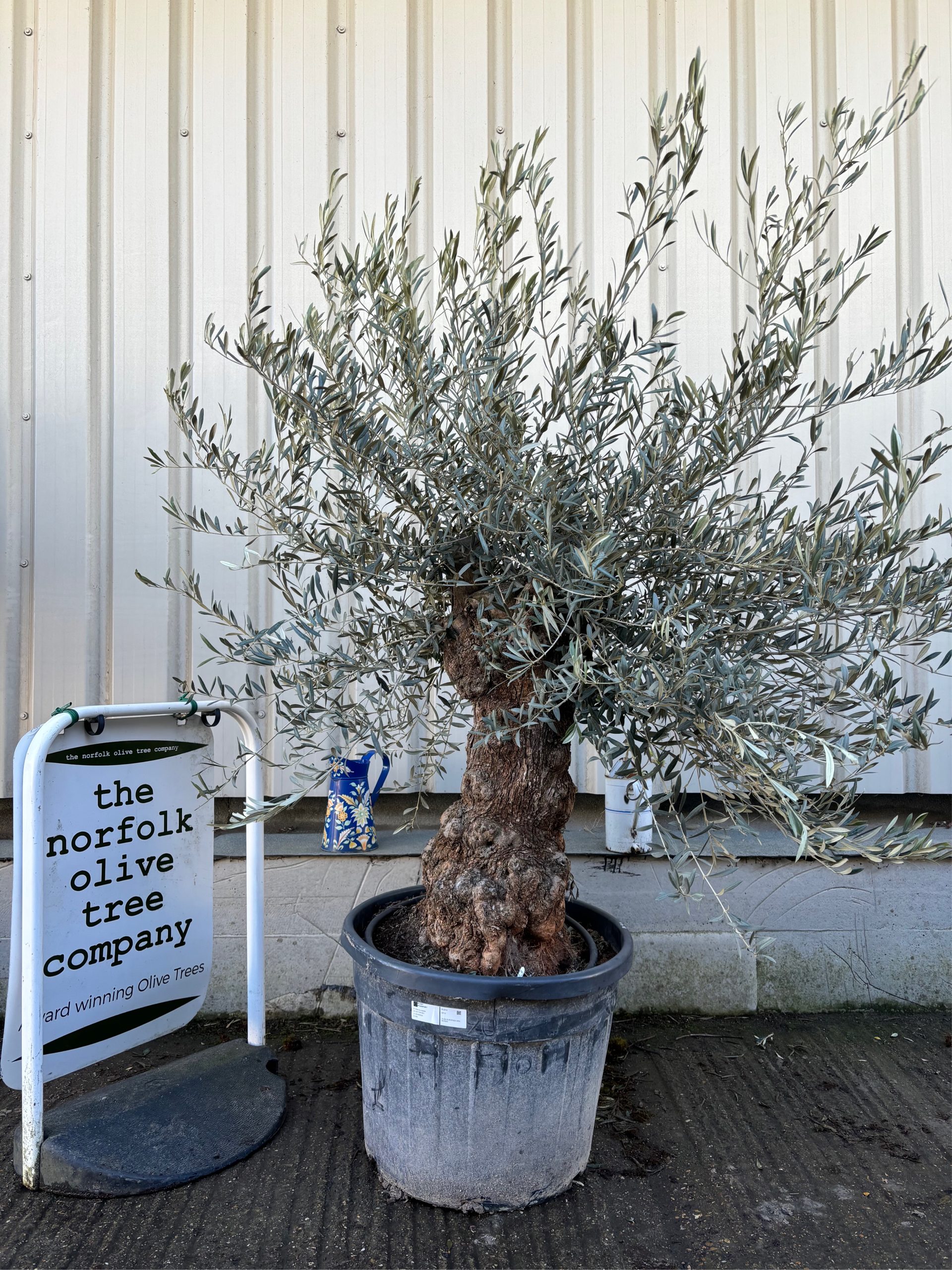 Gnarled patio Olive tree - The Norfolk Olive Tree Company