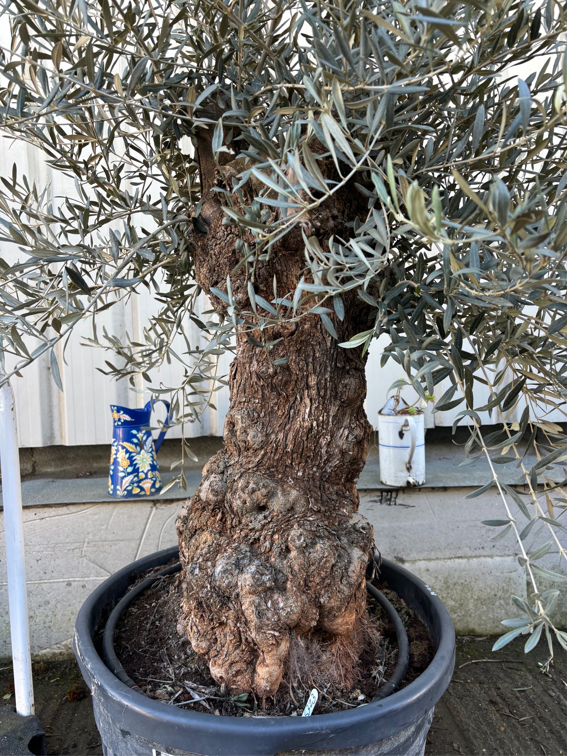 Gnarled patio Olive tree - The Norfolk Olive Tree Company