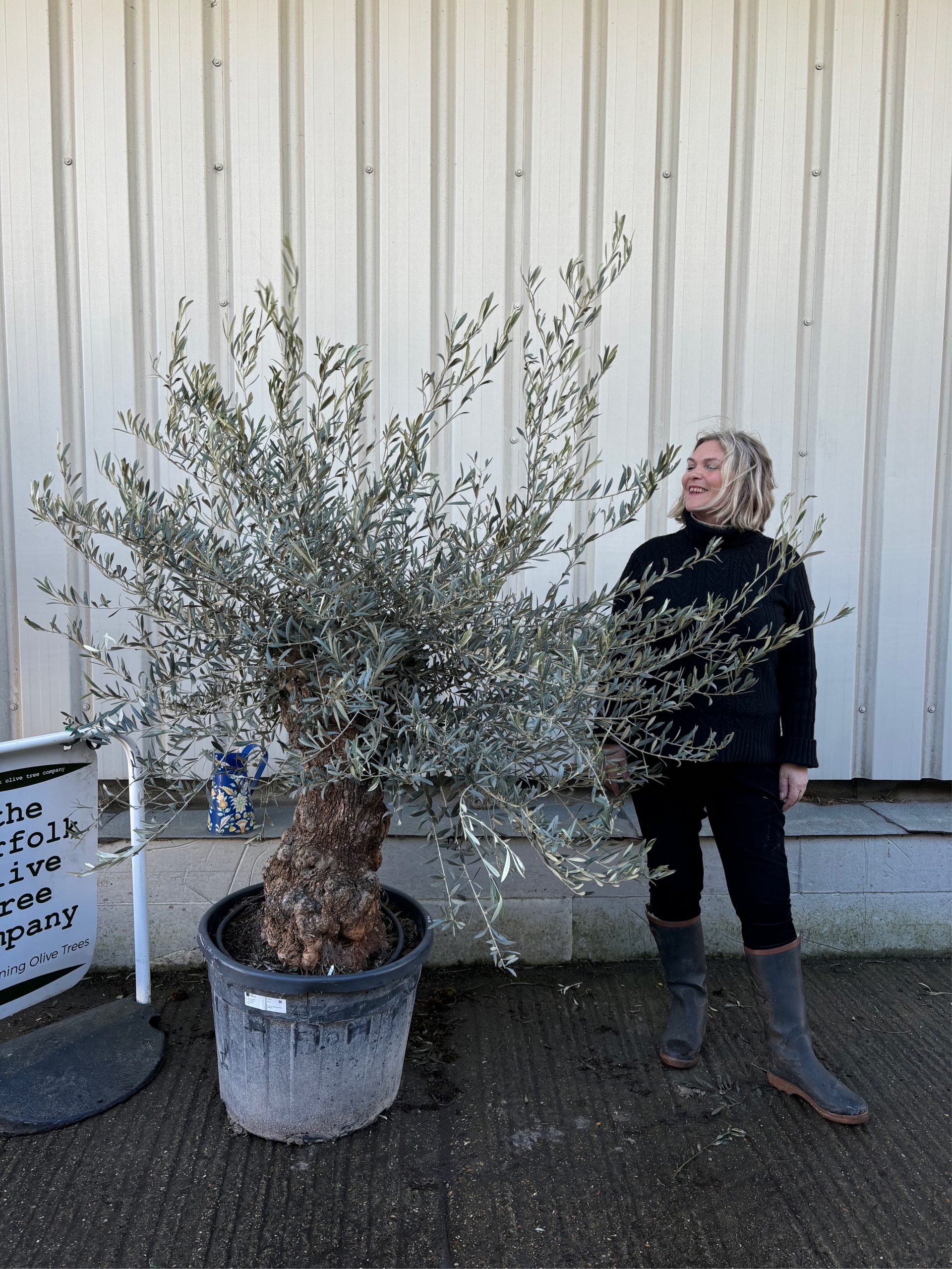 Gnarled patio Olive tree - The Norfolk Olive Tree Company