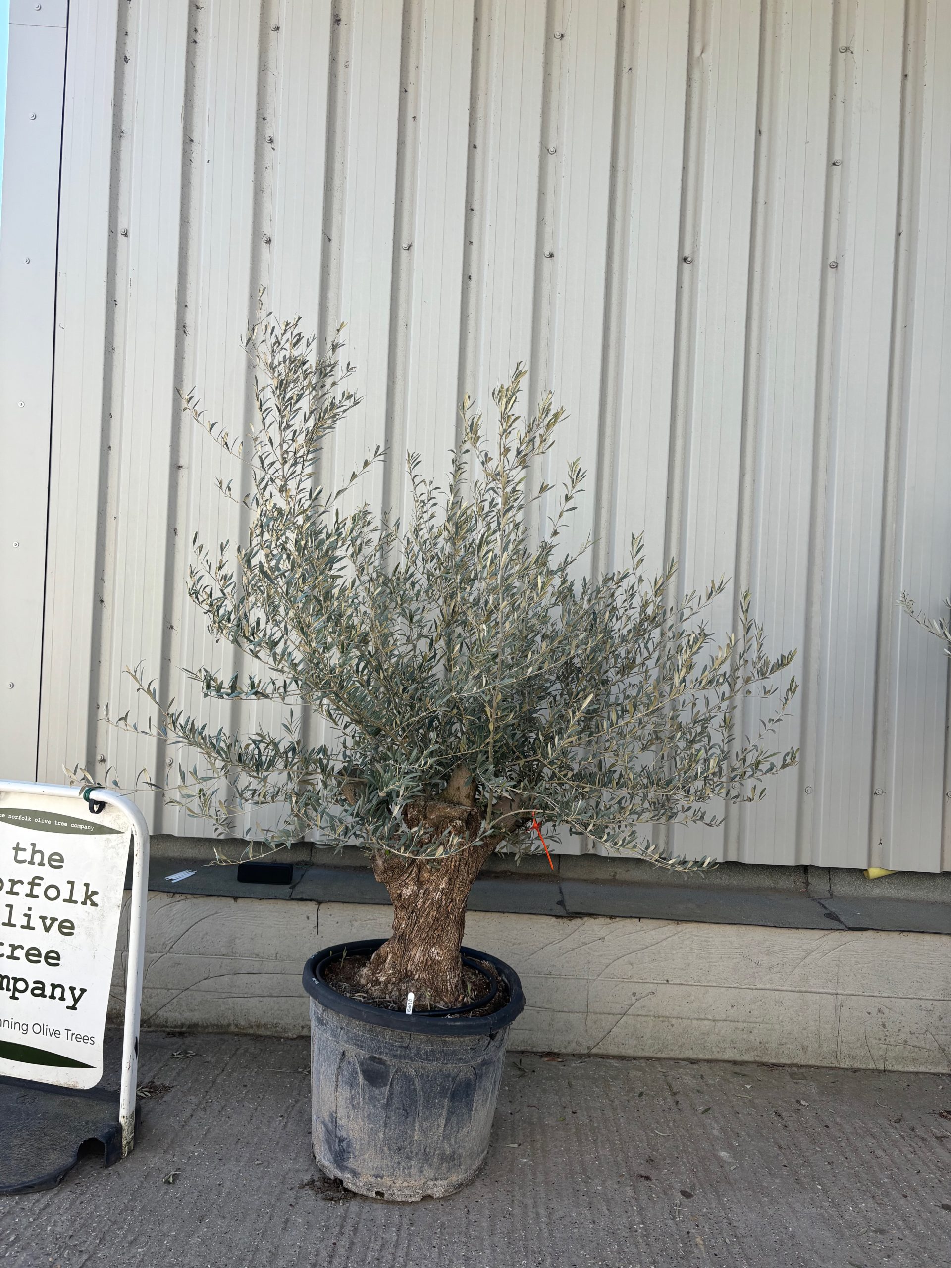 Small gnarled Olive tree - The Norfolk Olive Tree Company