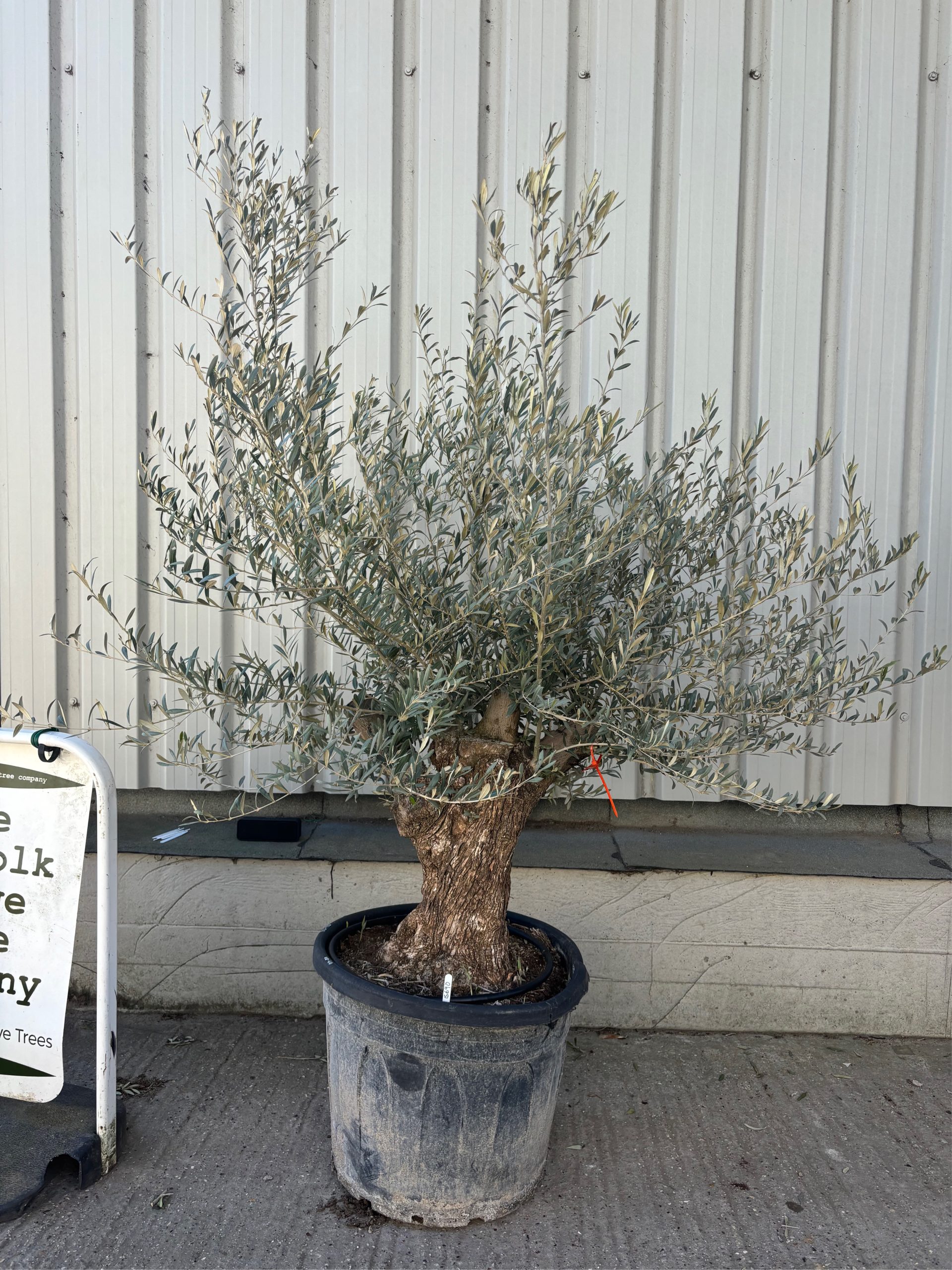 Small gnarled Olive tree - The Norfolk Olive Tree Company