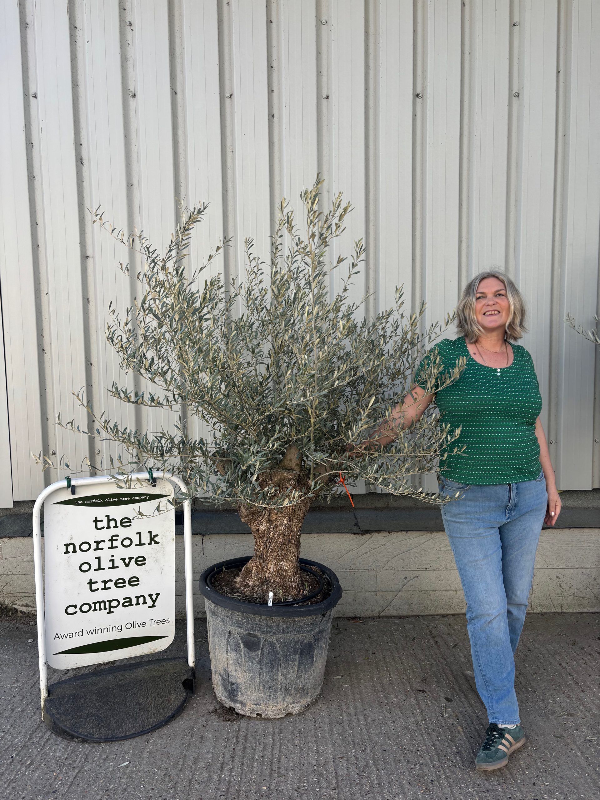 Small gnarled Olive tree - The Norfolk Olive Tree Company