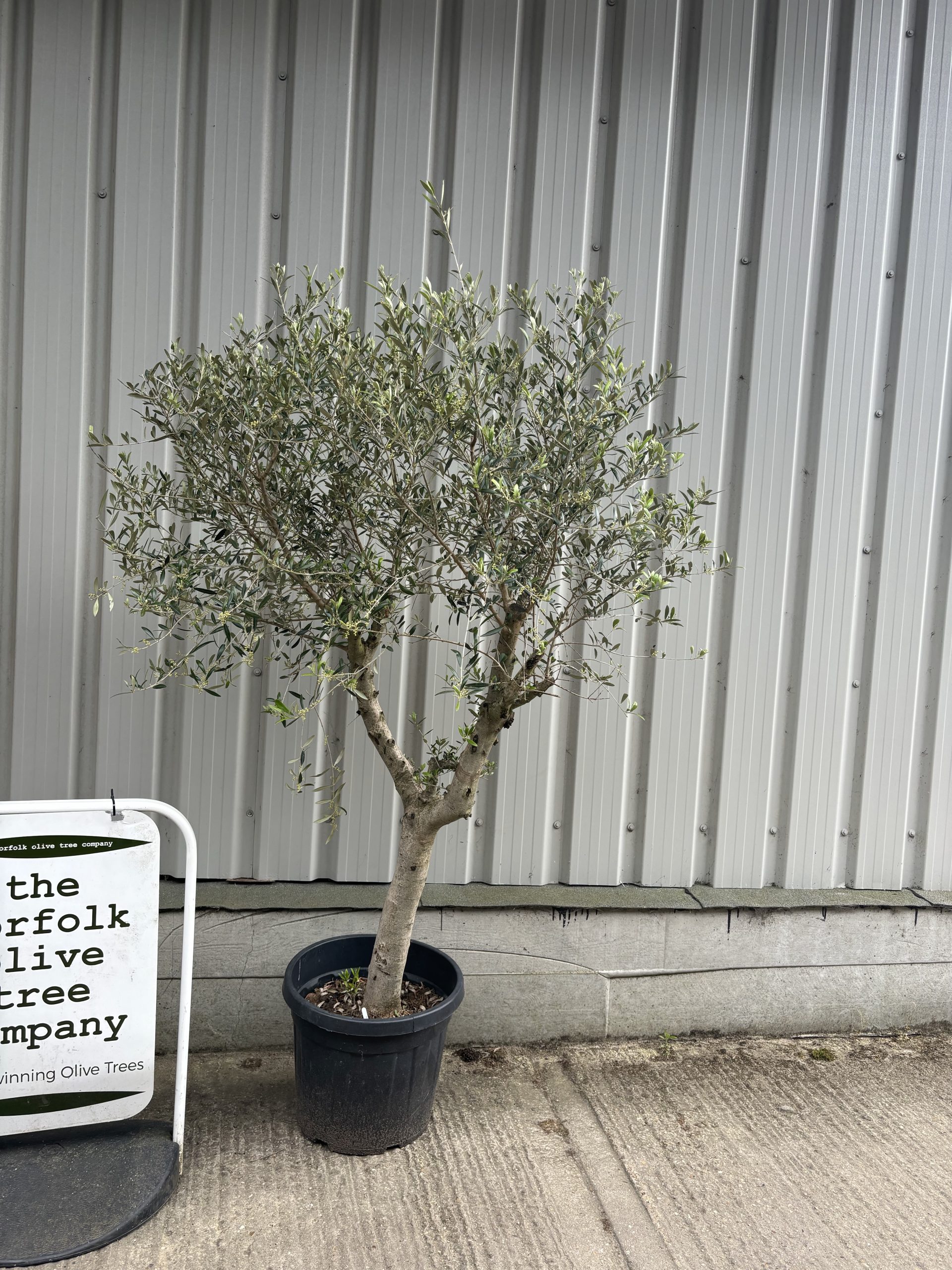 Vase shaped Olive tree - The Norfolk Olive Tree Company