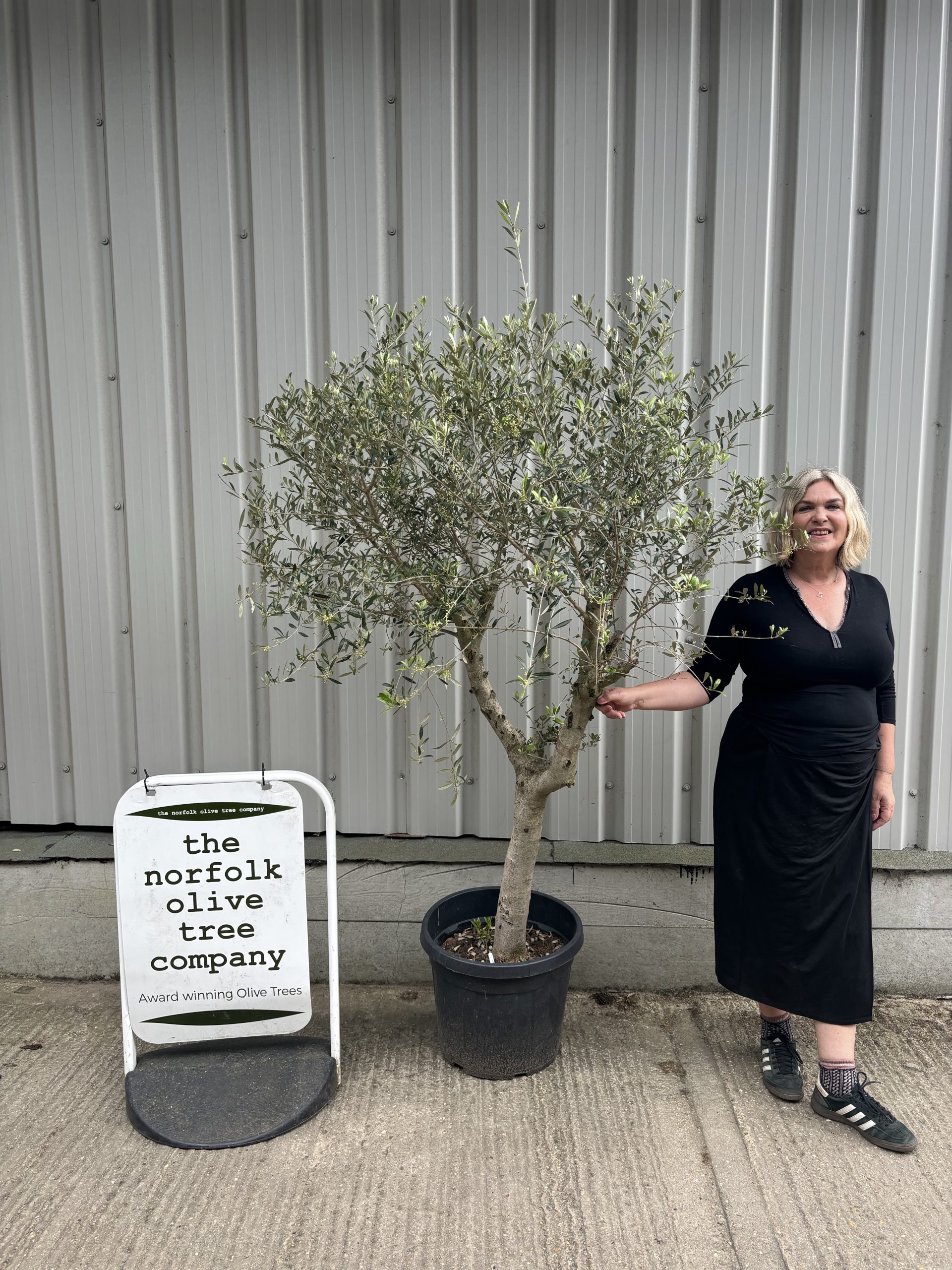 Vase shaped Olive tree - The Norfolk Olive Tree Company