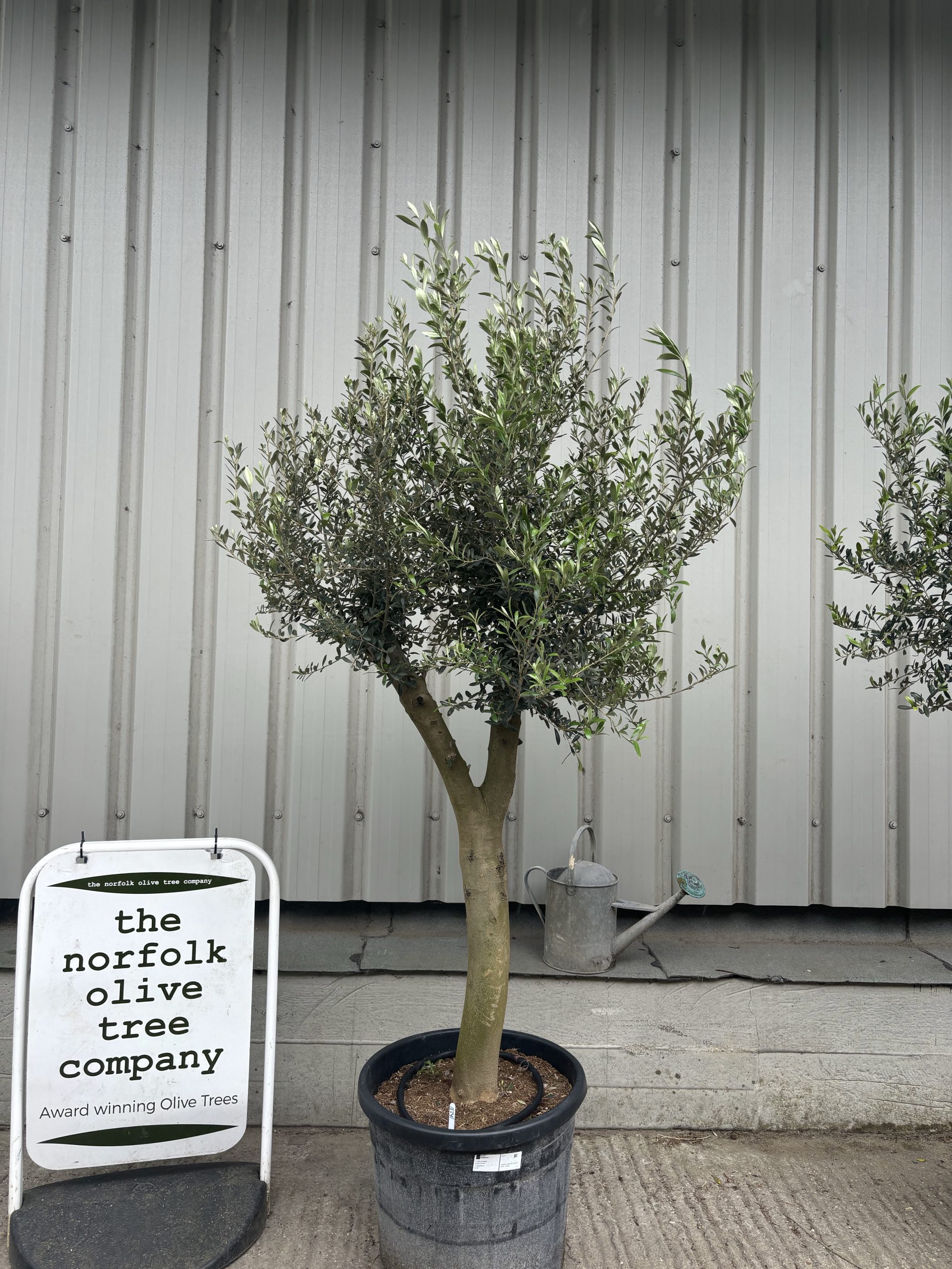 Vase shaped Olive tree - The Norfolk Olive Tree Company