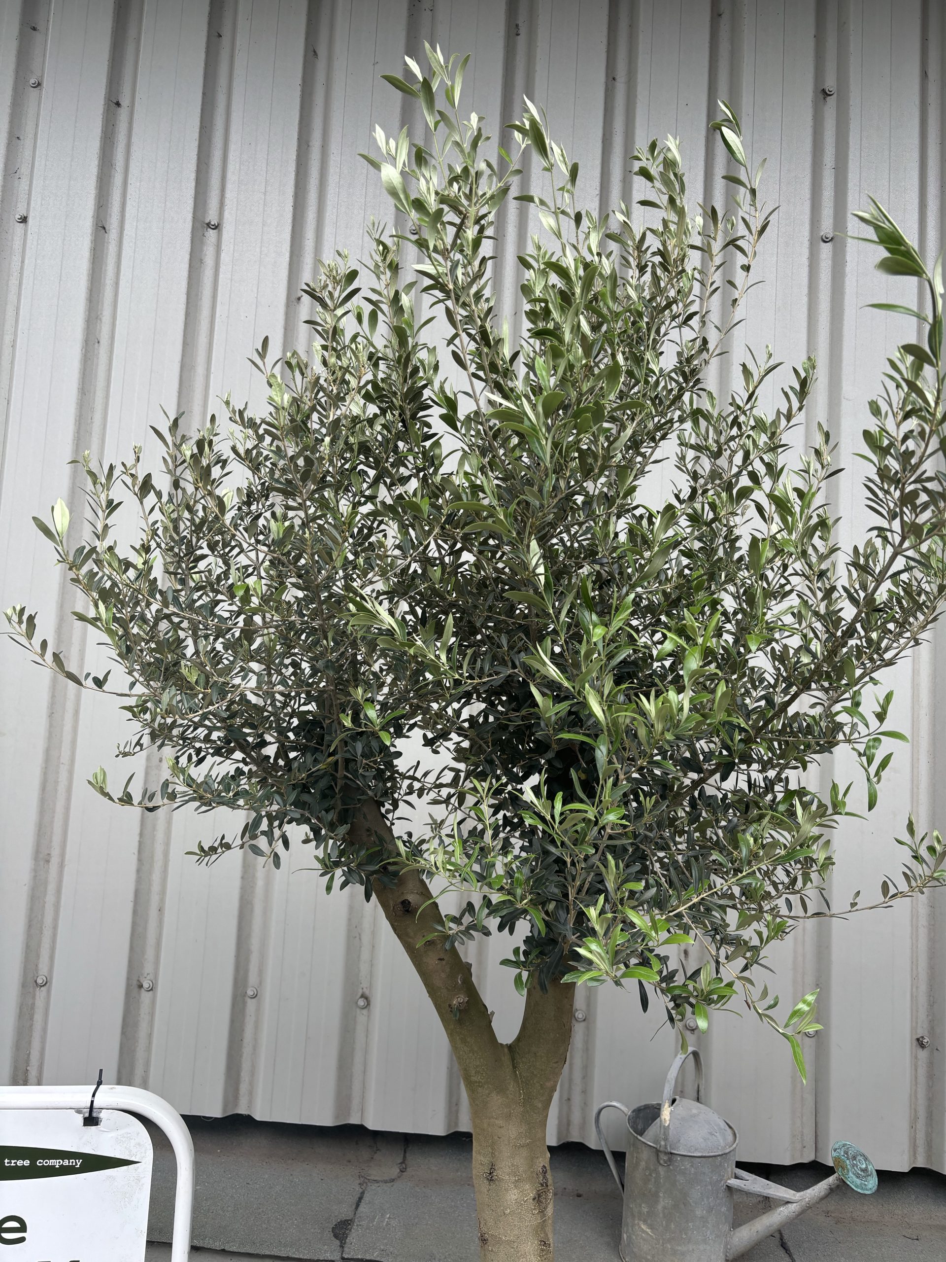 Vase shaped Olive tree - The Norfolk Olive Tree Company