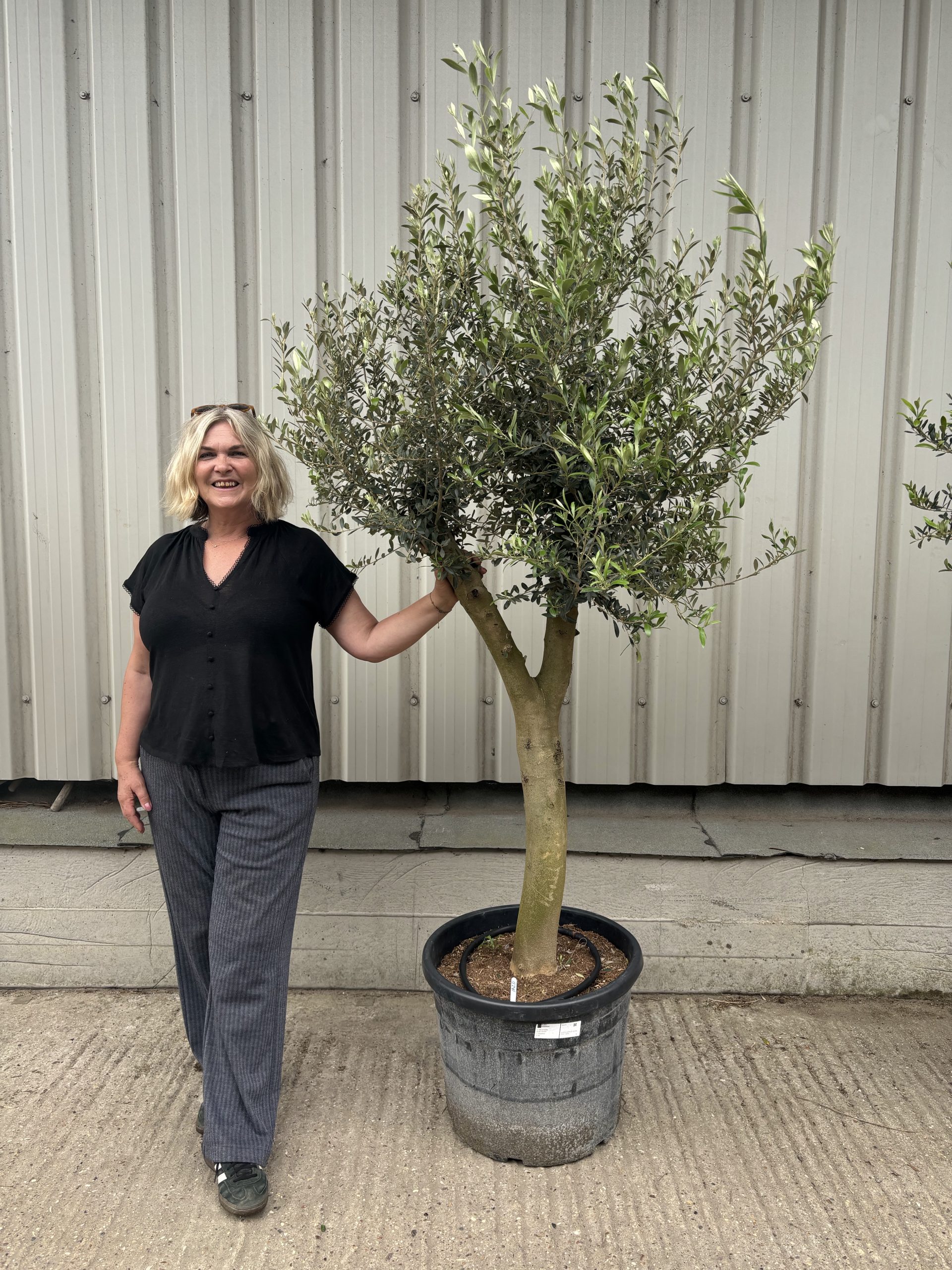 Vase shaped Olive tree - The Norfolk Olive Tree Company