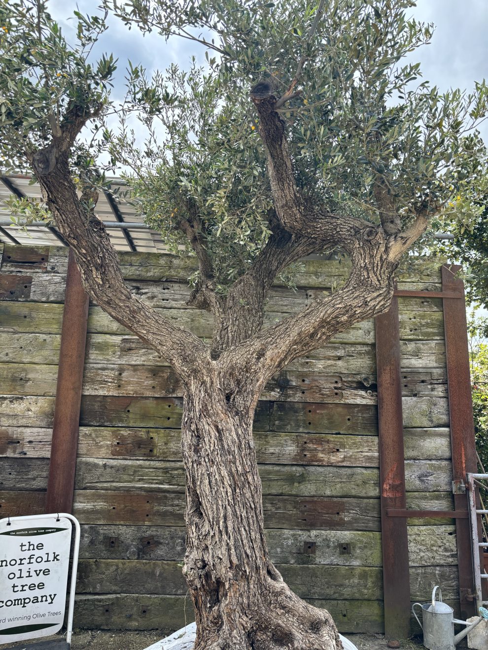 Tall ancient Olive tree - The Norfolk Olive Tree Company