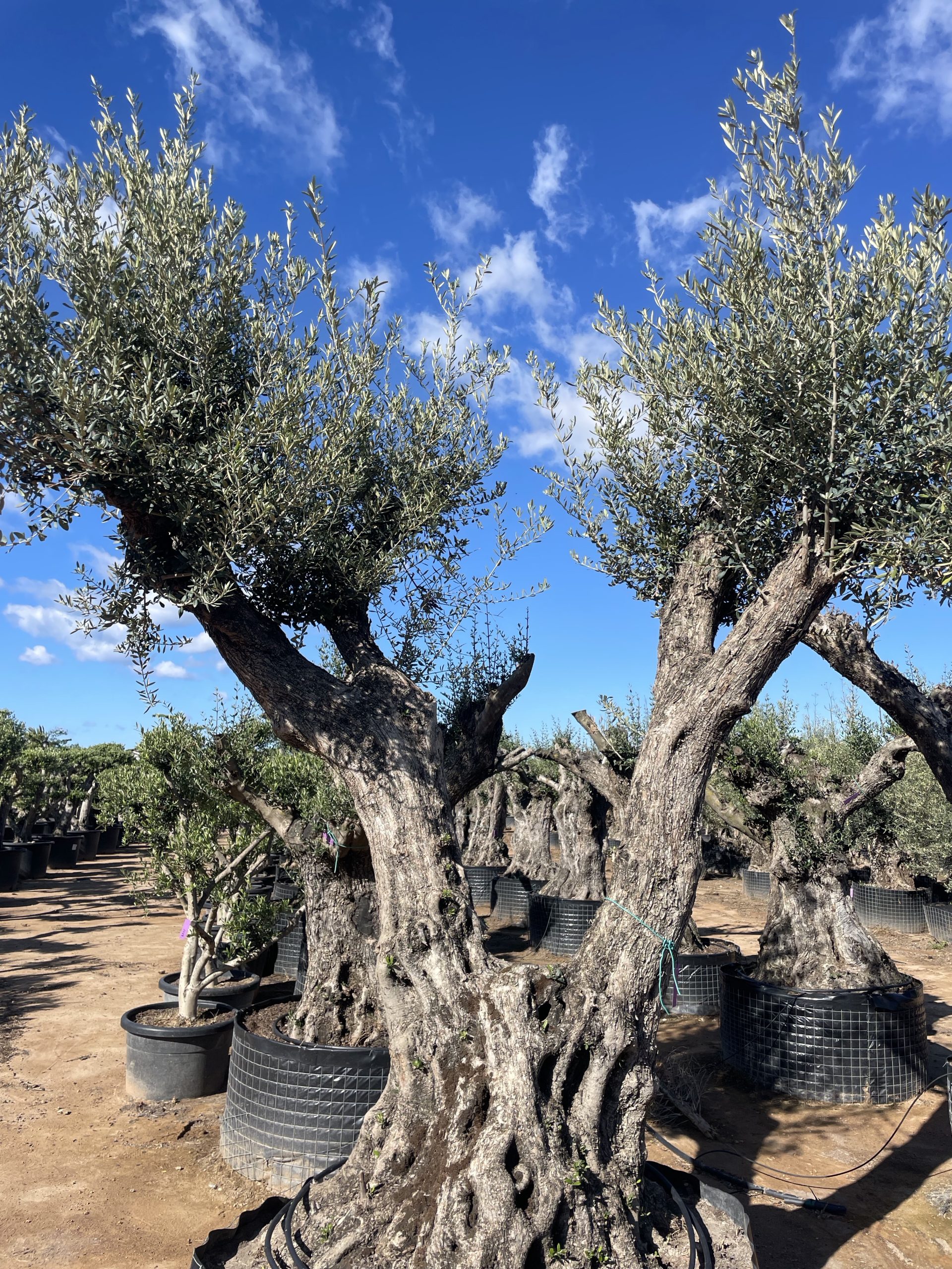 Tall ancient Olive tree-from25/06/24 - The Norfolk Olive Tree Company