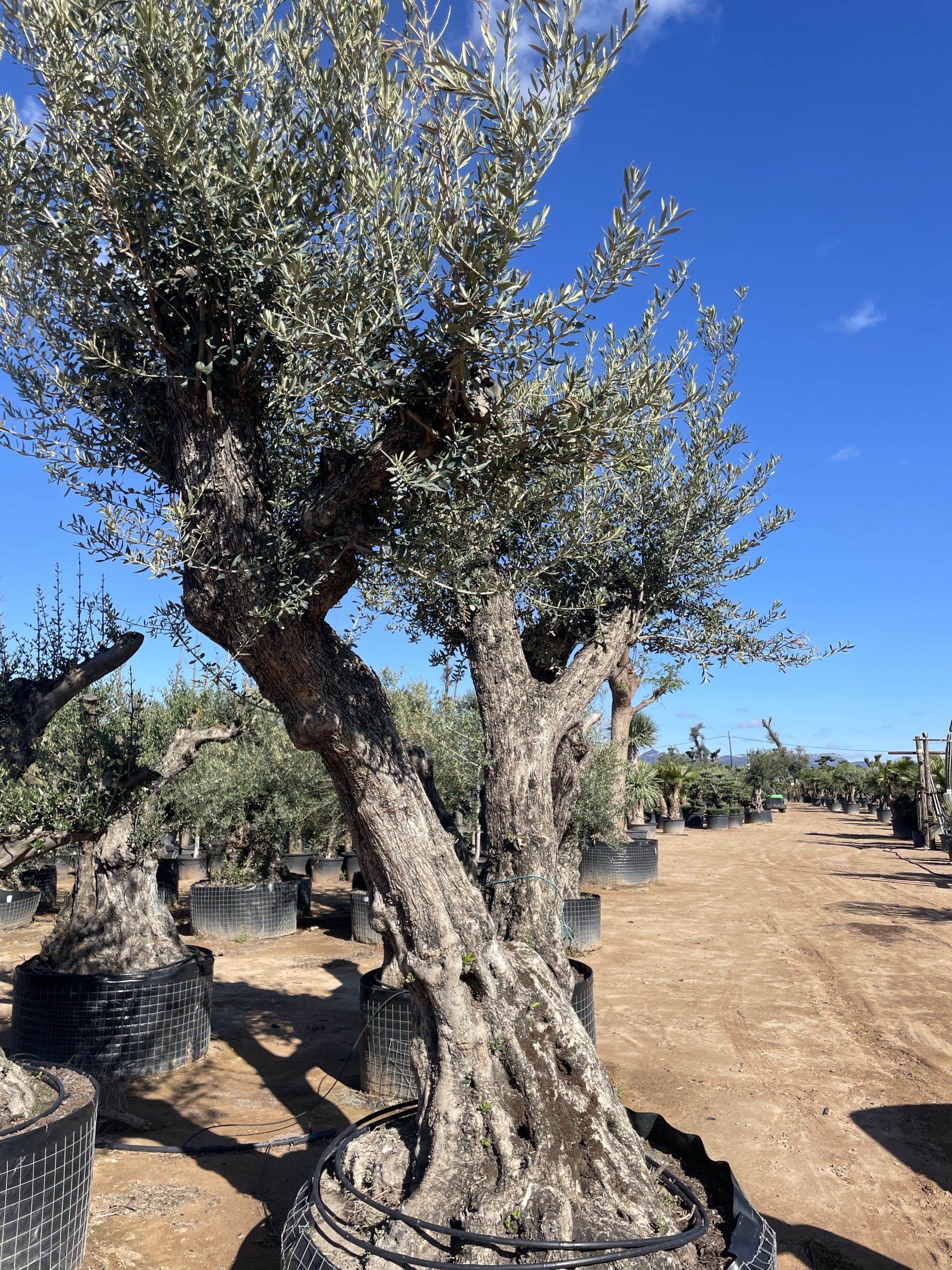 Tall ancient Olive tree-from25/06/24 - The Norfolk Olive Tree Company