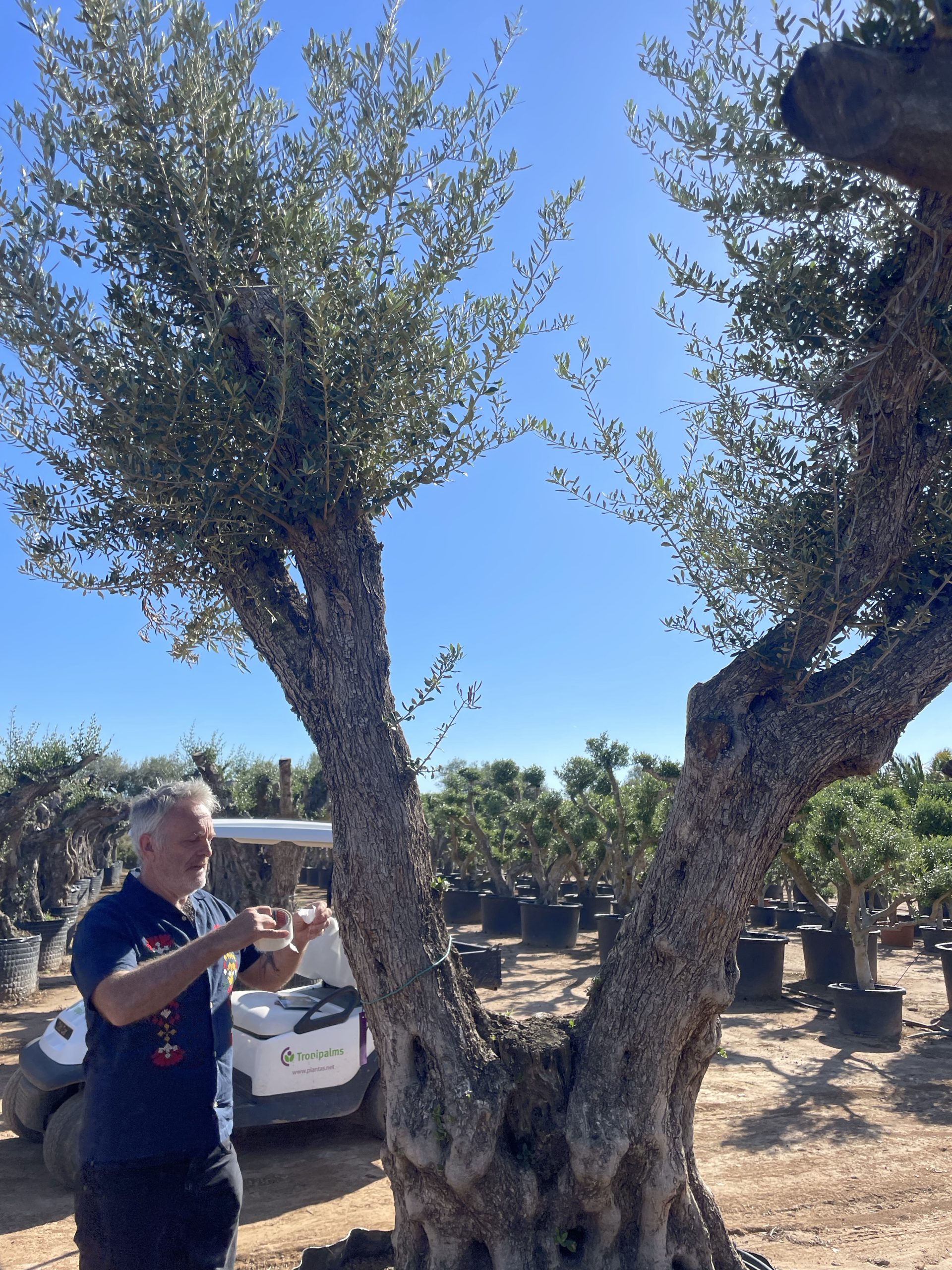 Tall ancient Olive tree-from25/06/24 - The Norfolk Olive Tree Company