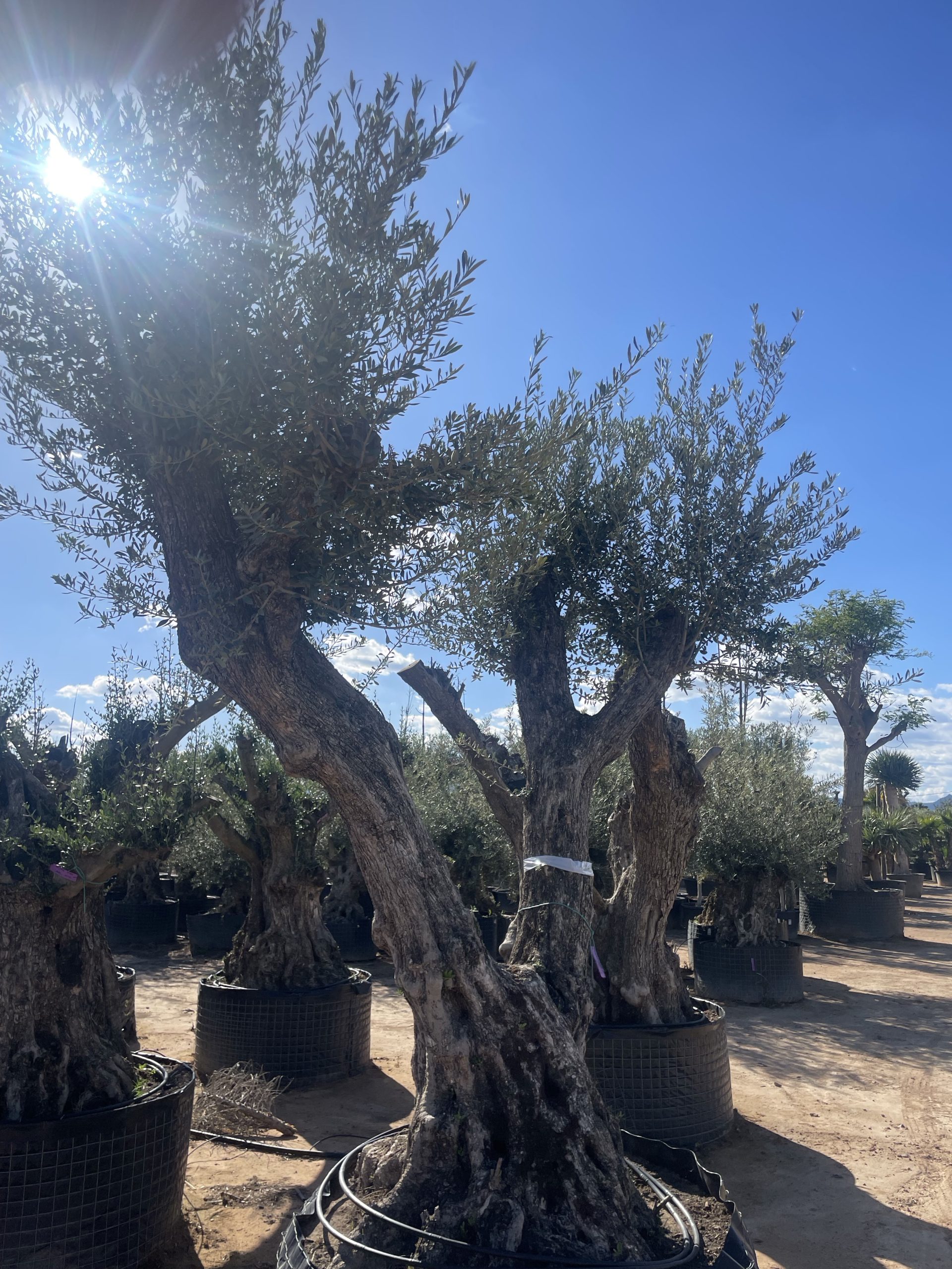 Tall ancient Olive tree-from25/06/24 - The Norfolk Olive Tree Company