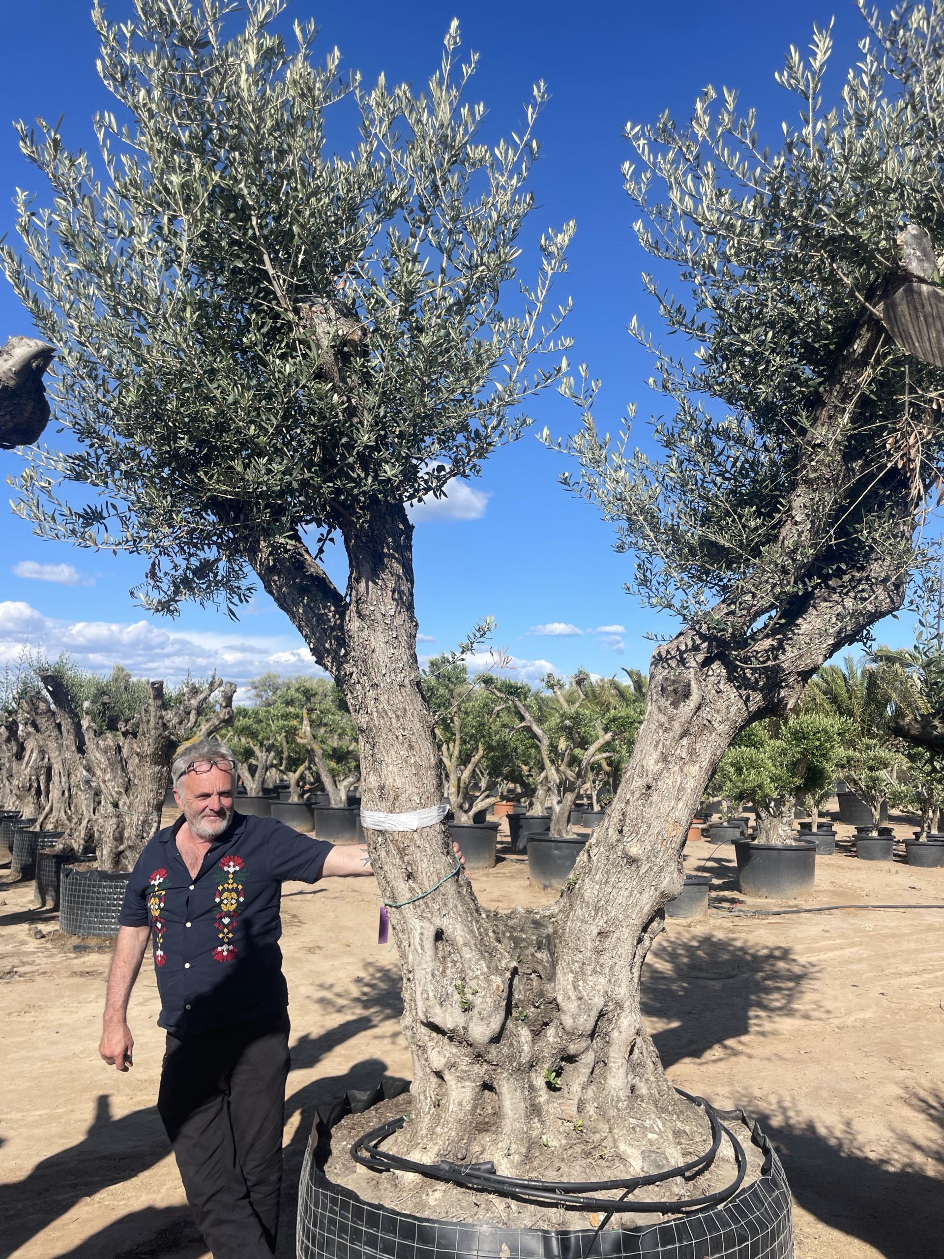 Tall ancient Olive tree-from25/06/24 - The Norfolk Olive Tree Company