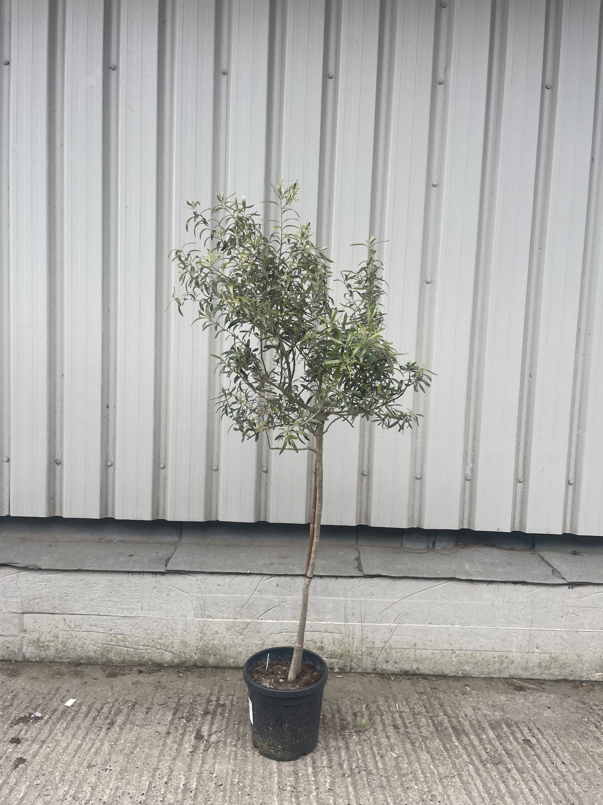 Tuscan Olive tree - free delivery - The Norfolk Olive Tree Company