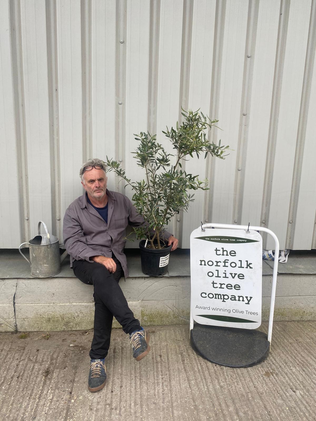 Bushy olive tree. Free delivery. - The Norfolk Olive Tree Company