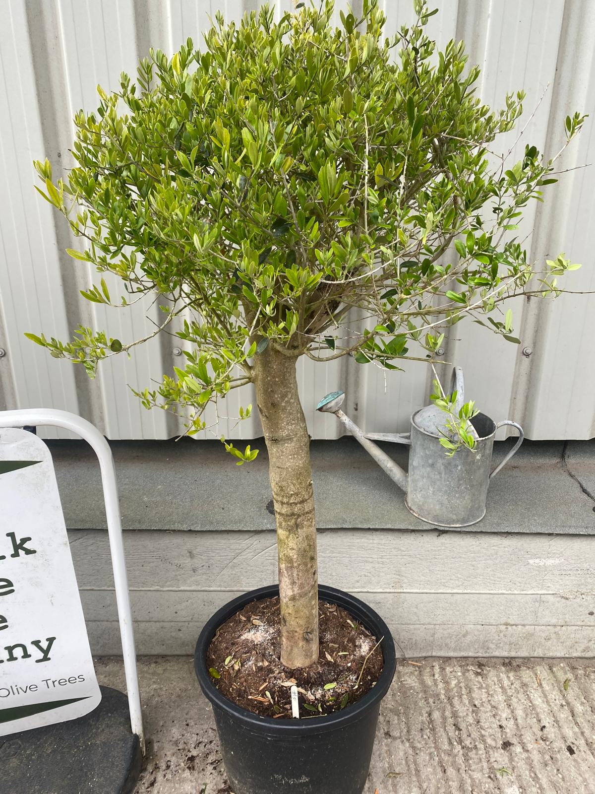 London Olive tree-free delivery. - The Norfolk Olive Tree Company