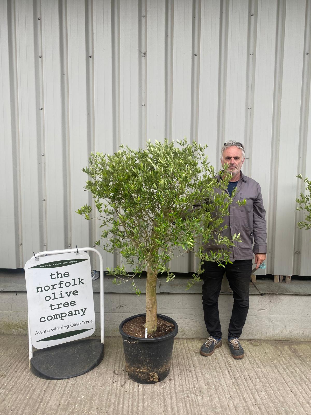Patio Olive tree - free delivery - The Norfolk Olive Tree Company