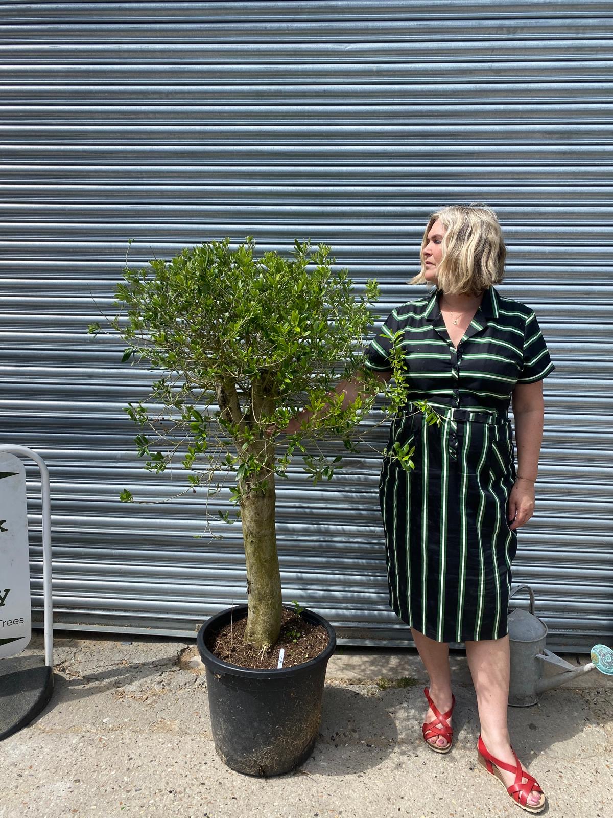 London Olive tree-free delivery. - The Norfolk Olive Tree Company