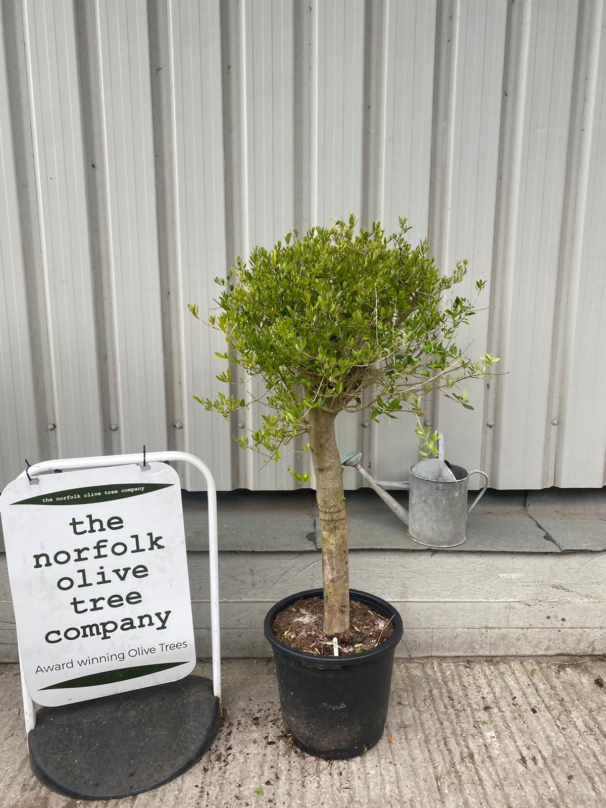 London Olive tree-free delivery. - The Norfolk Olive Tree Company