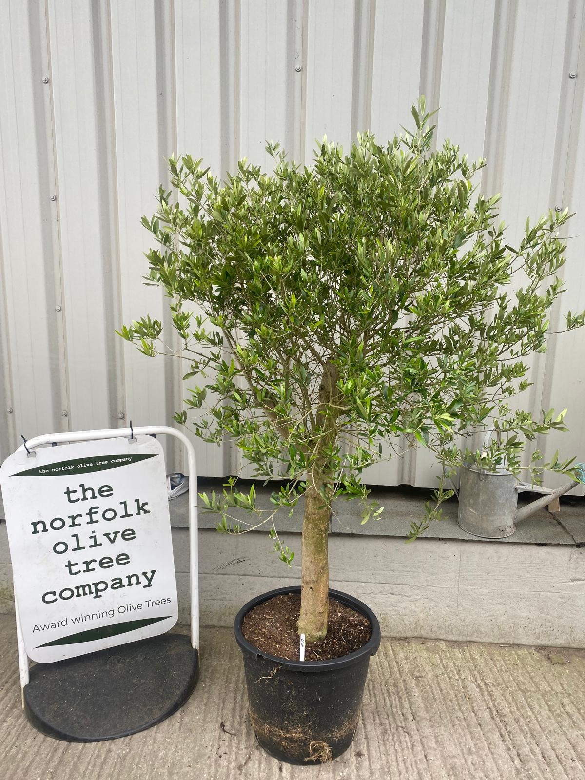 Patio Olive tree - free delivery - The Norfolk Olive Tree Company