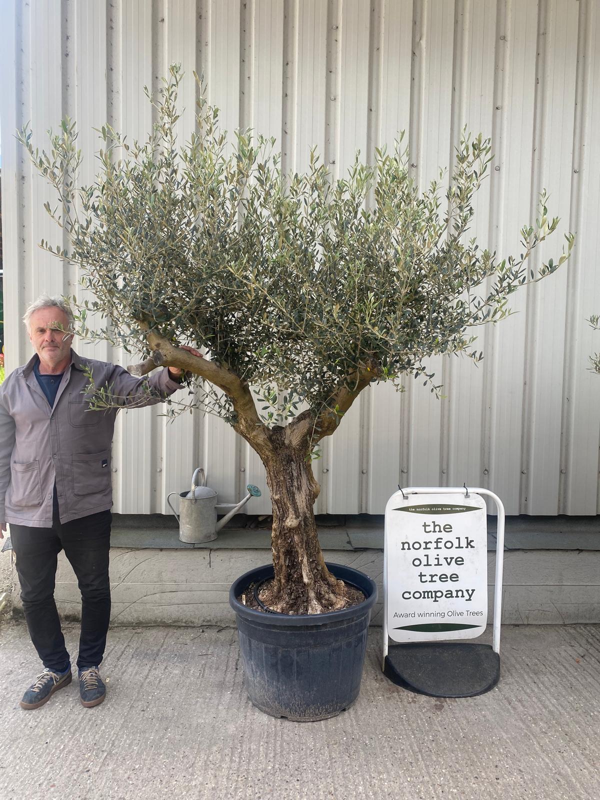 Branched Olive Tree - The Norfolk Olive Tree Company