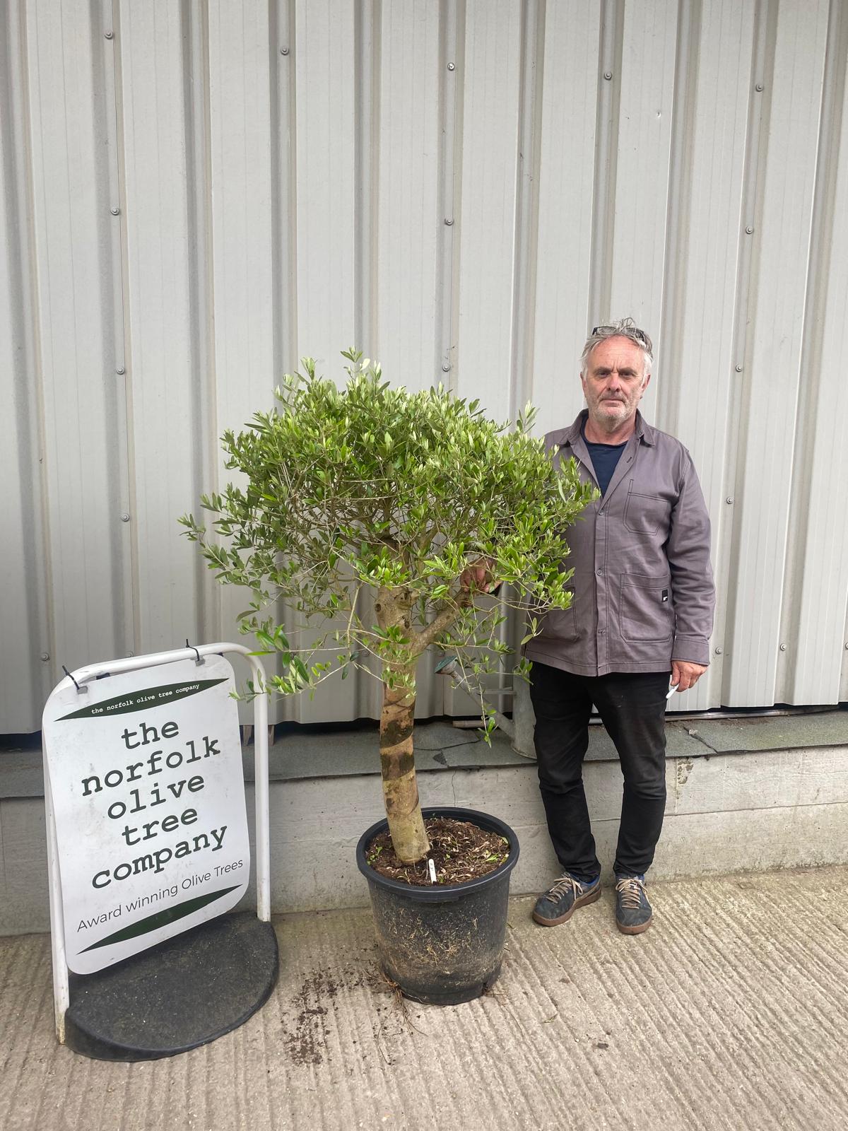 London Olive tree-free delivery. - The Norfolk Olive Tree Company