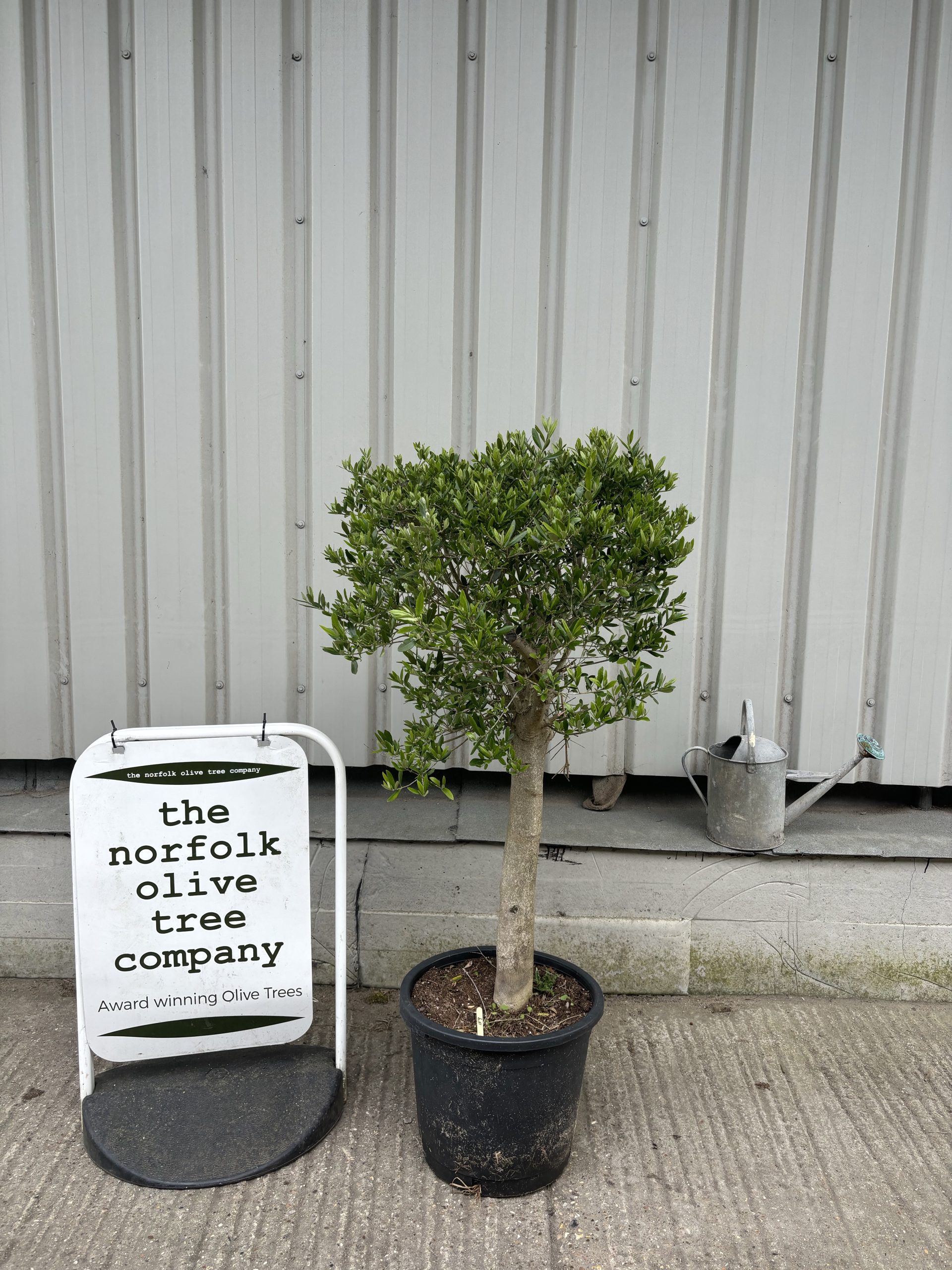 London Olive tree-free delivery. - The Norfolk Olive Tree Company