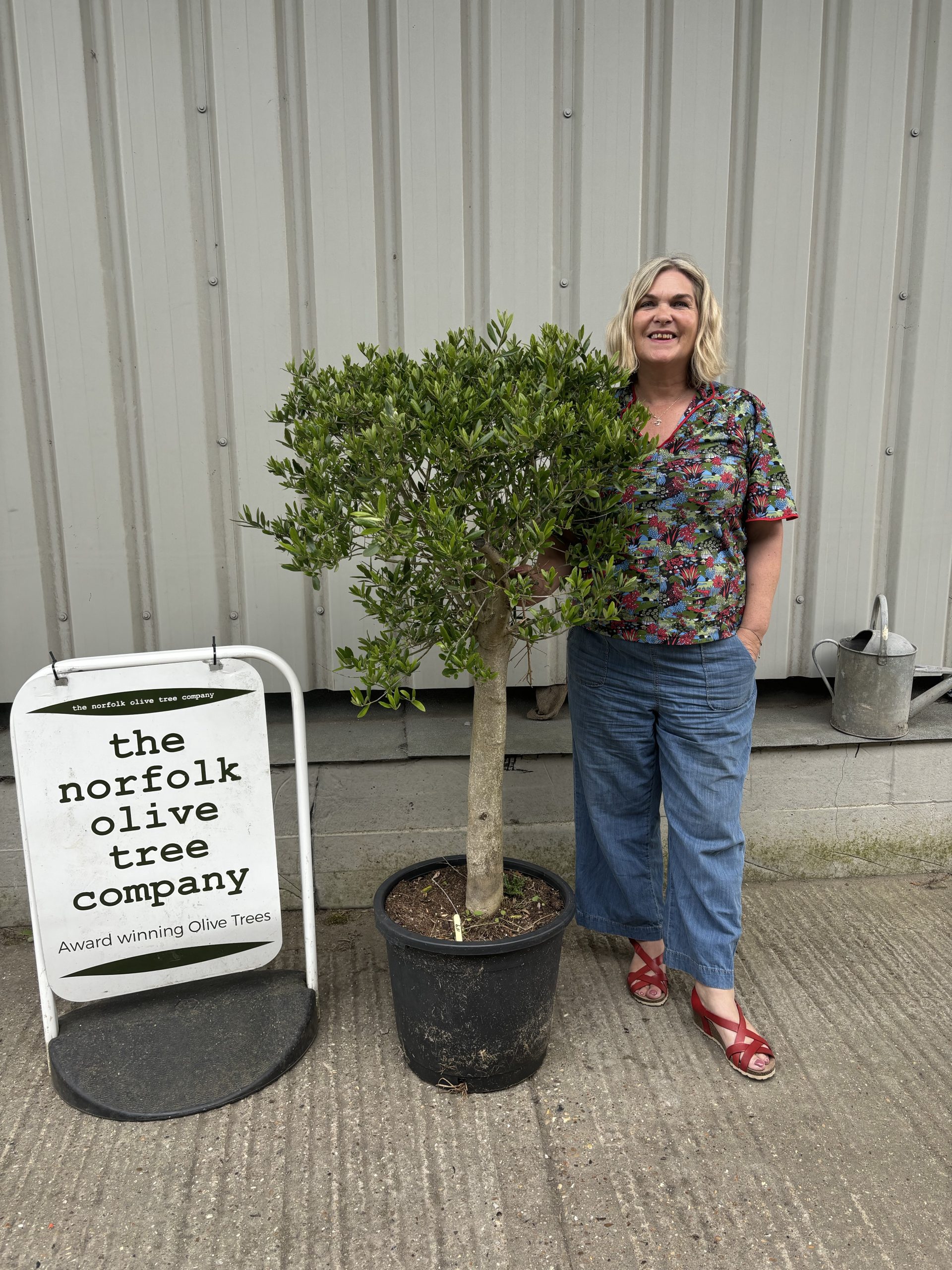 London Olive tree-free delivery. - The Norfolk Olive Tree Company