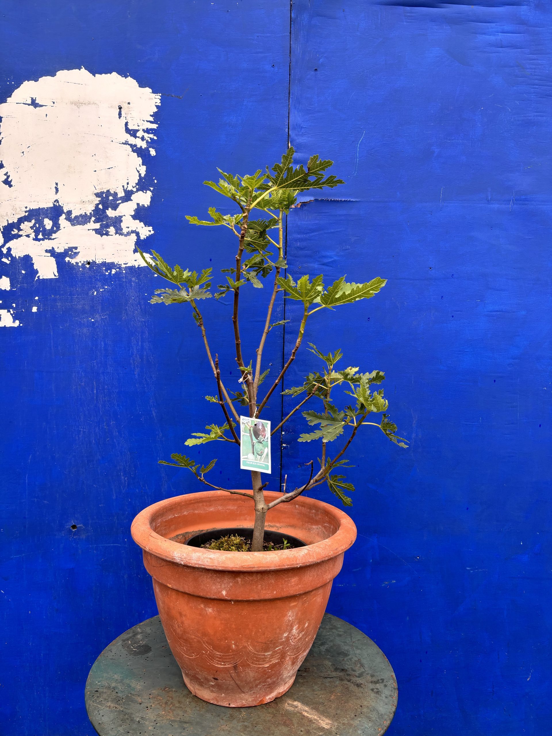 Fig tree. Delivery included. - The Norfolk Olive Tree Company