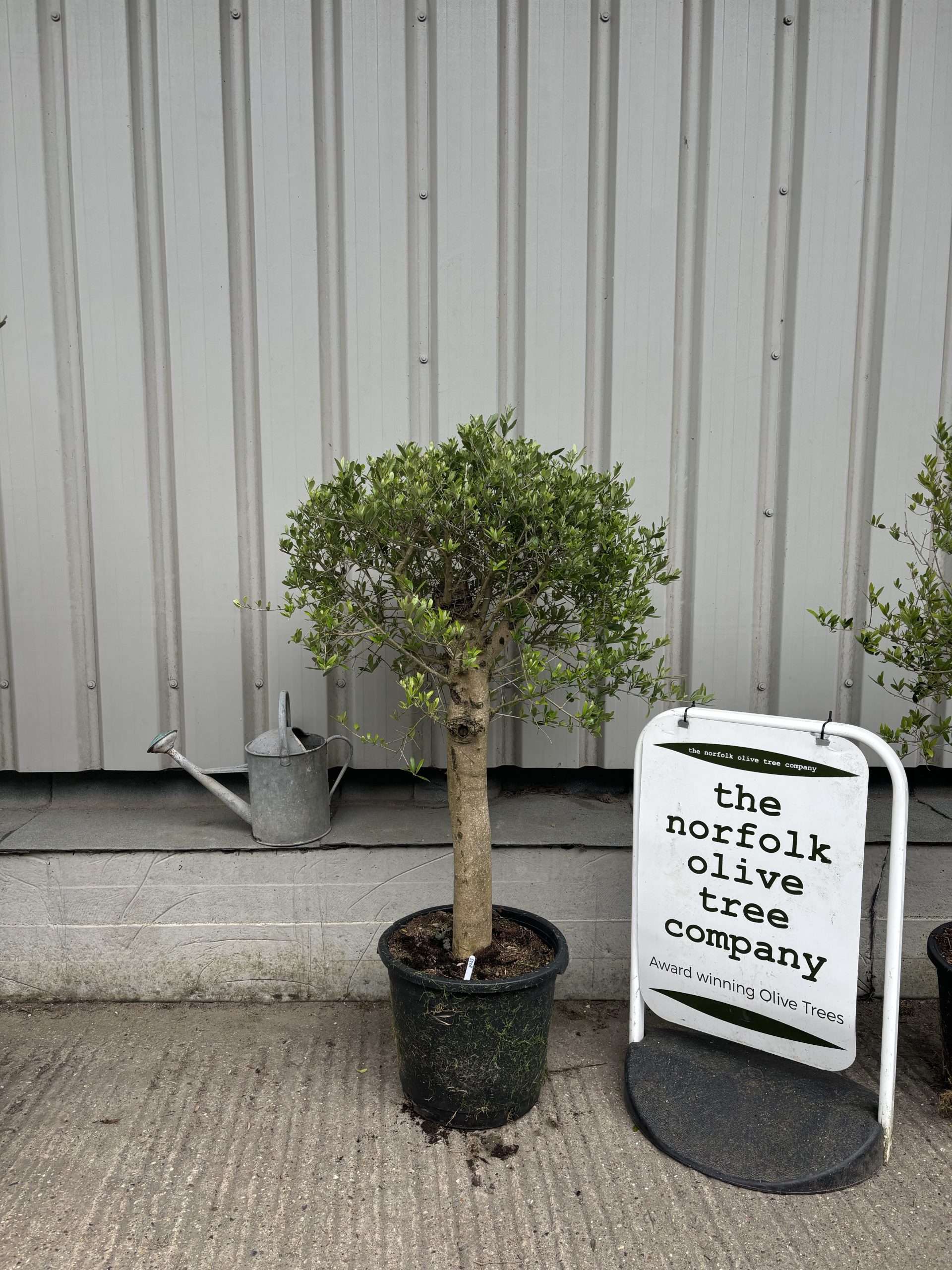 London Olive tree - The Norfolk Olive Tree Company