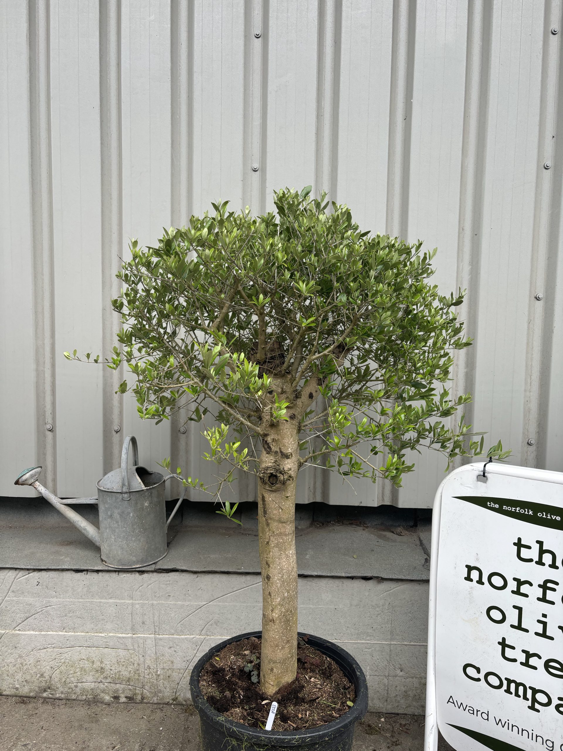 London Olive tree - The Norfolk Olive Tree Company