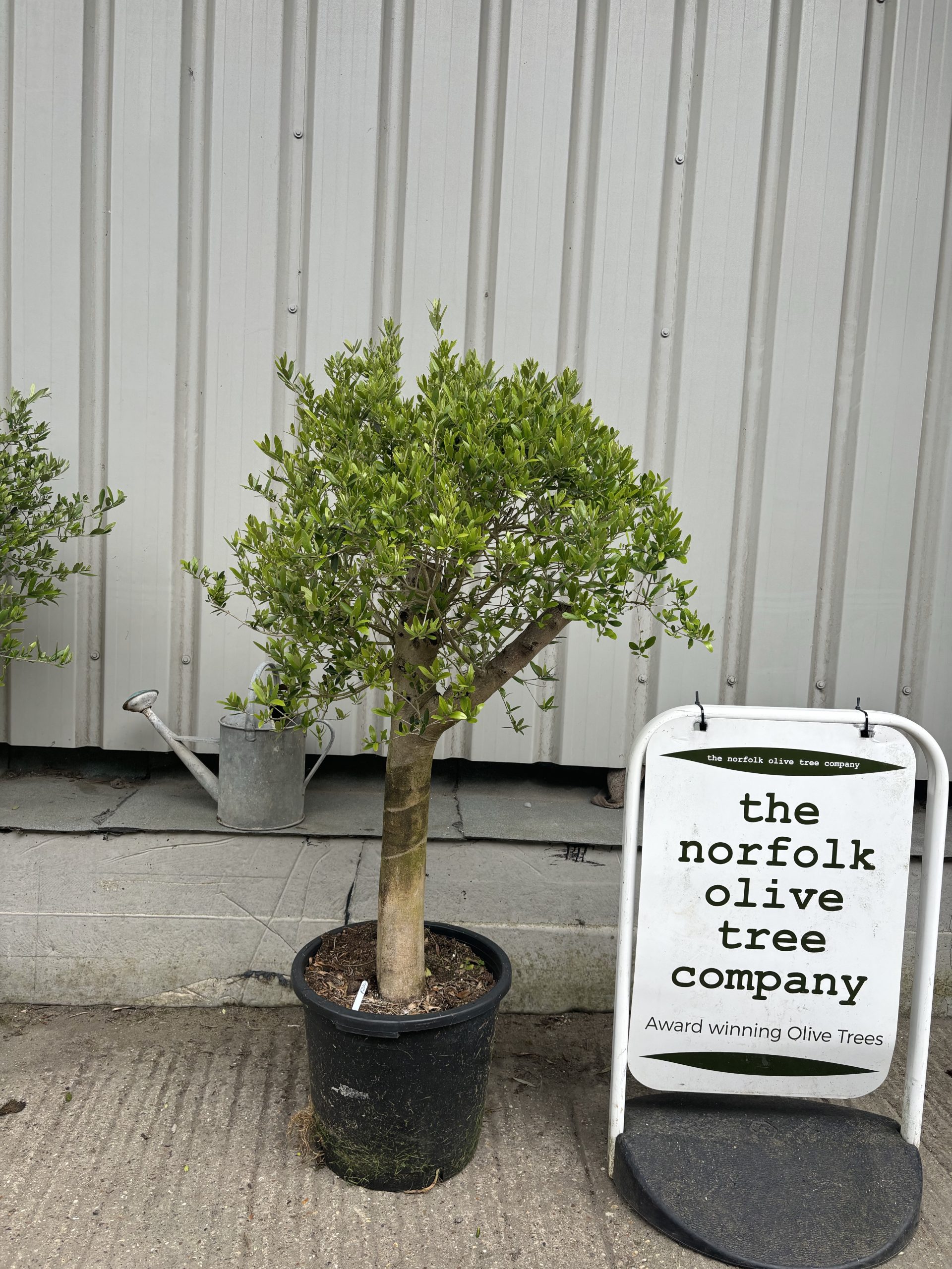 Patio Olive tree - free delivery - The Norfolk Olive Tree Company