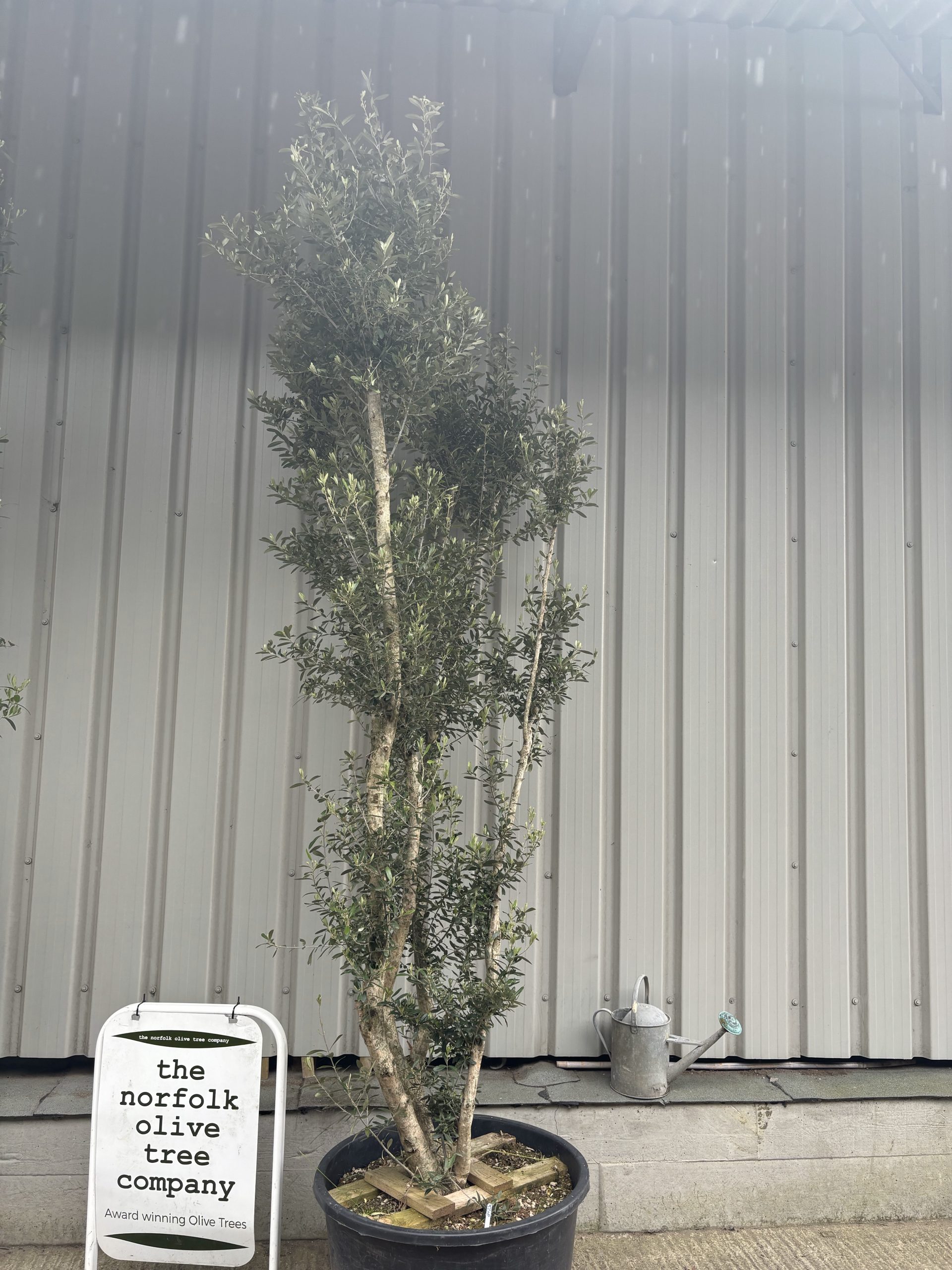 10 foot tall Olive Tree - The Norfolk Olive Tree Company