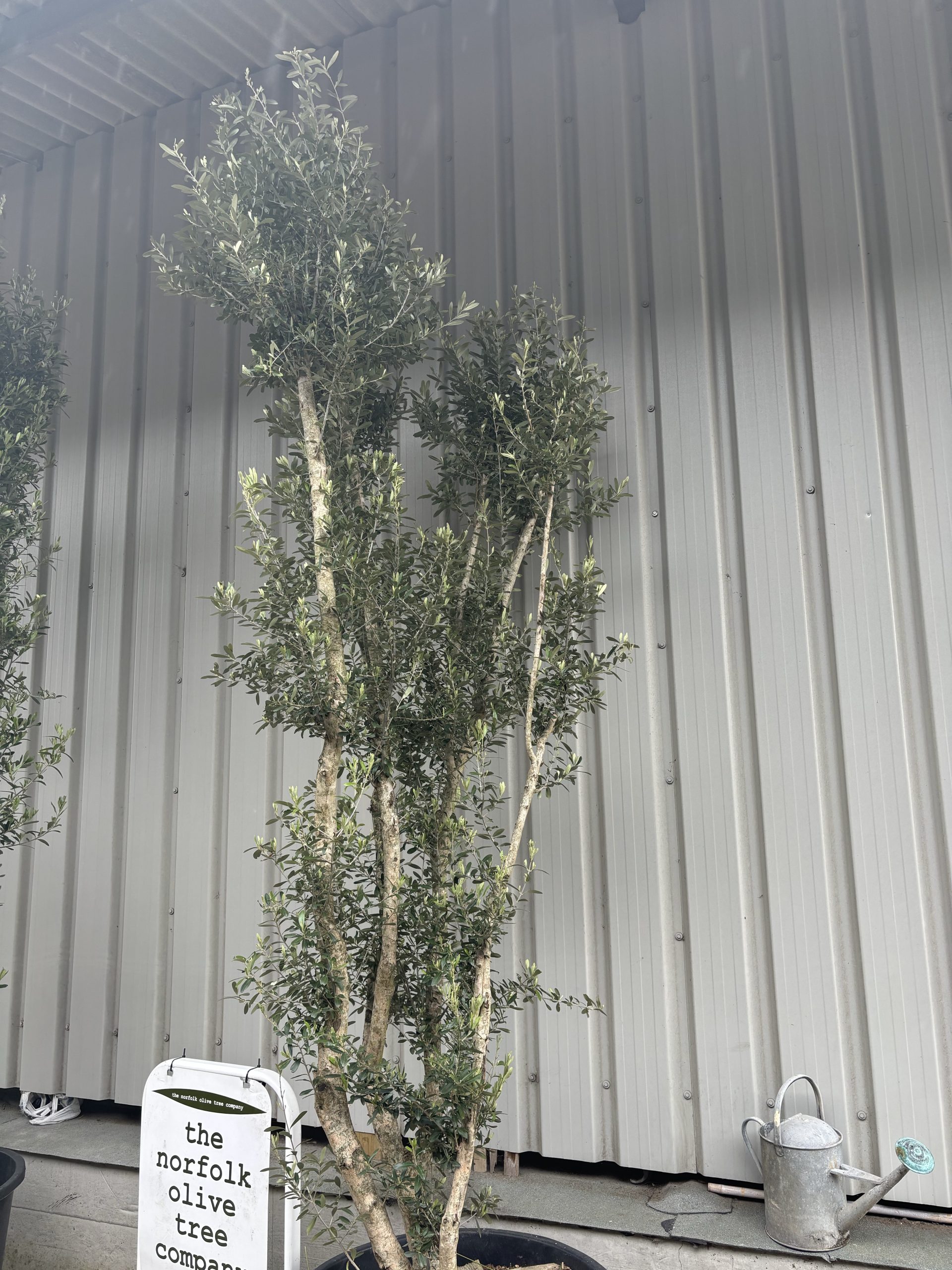 10 foot tall Olive Tree - The Norfolk Olive Tree Company