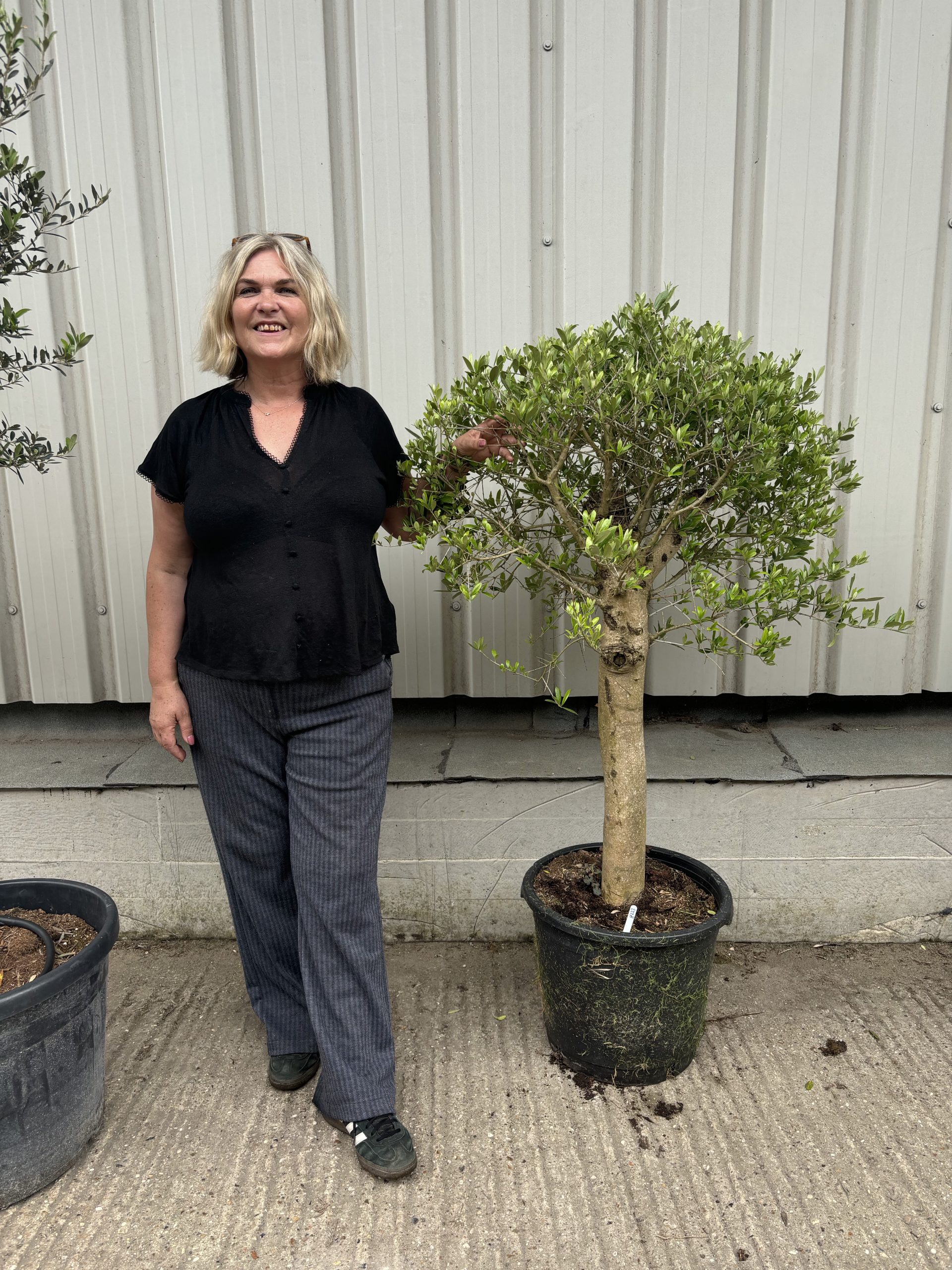 London Olive tree - The Norfolk Olive Tree Company