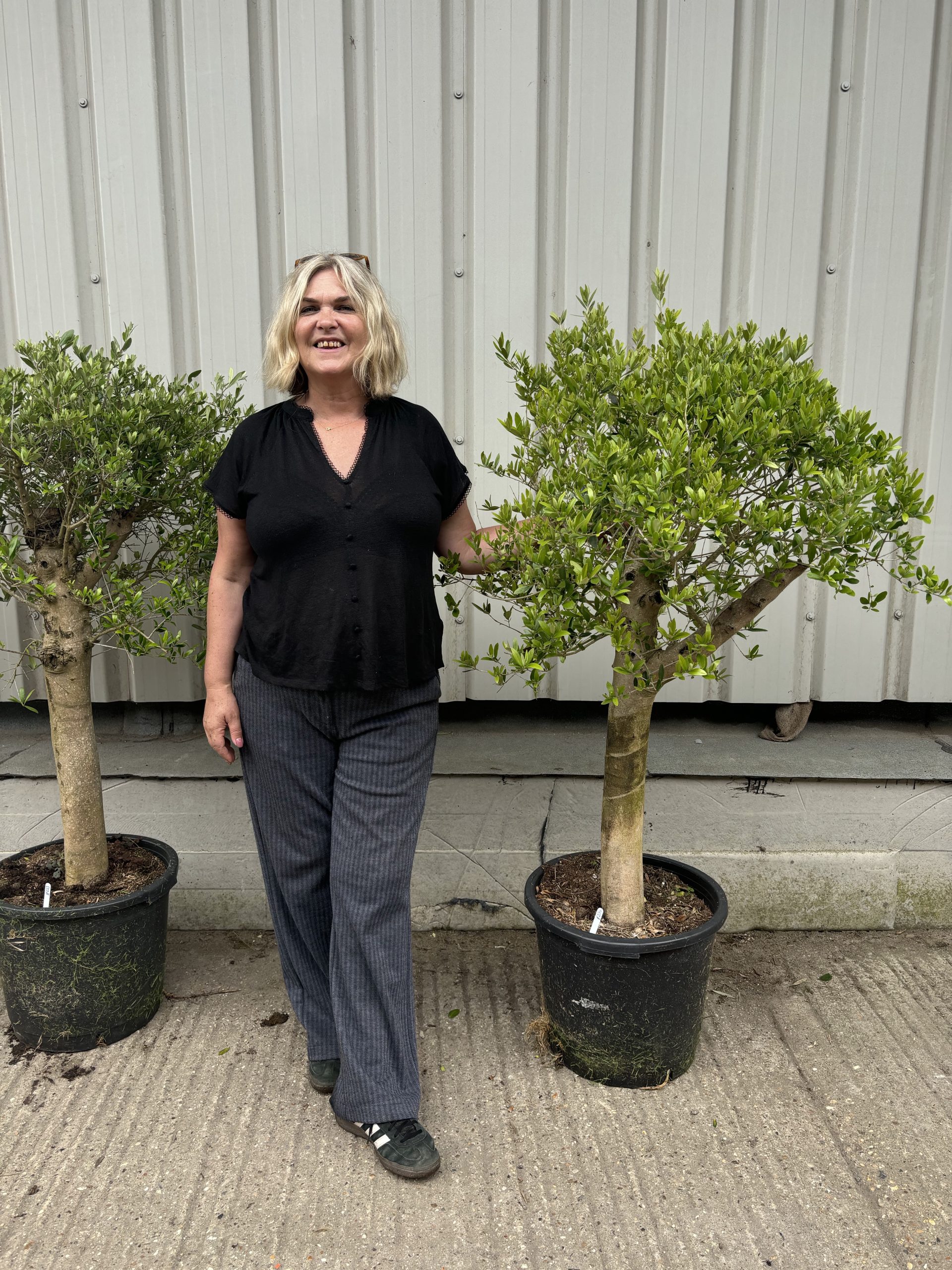 Patio Olive tree - free delivery - The Norfolk Olive Tree Company