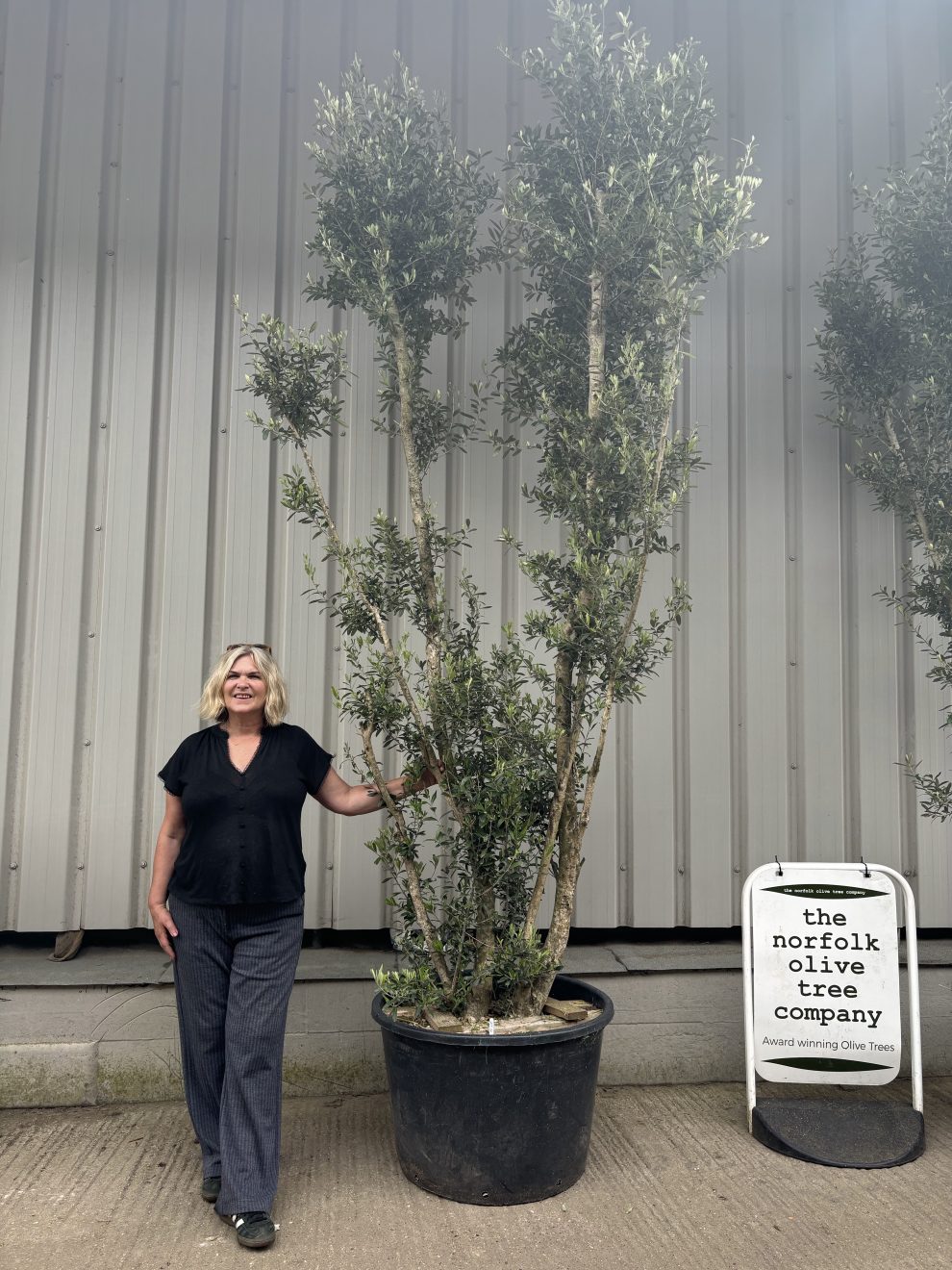 10 foot tall Olive Tree - The Norfolk Olive Tree Company